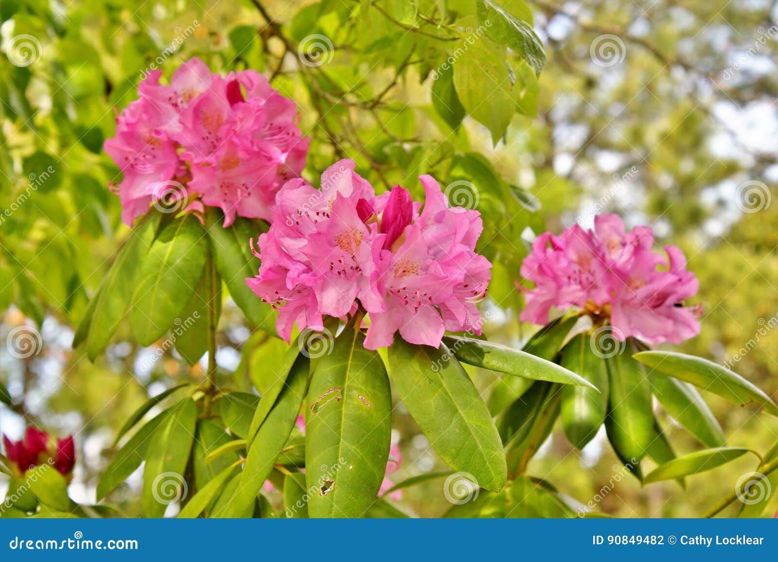 Una Flor Rosada Del Rododendro Foto de archivo - Imagen de arbusto ...