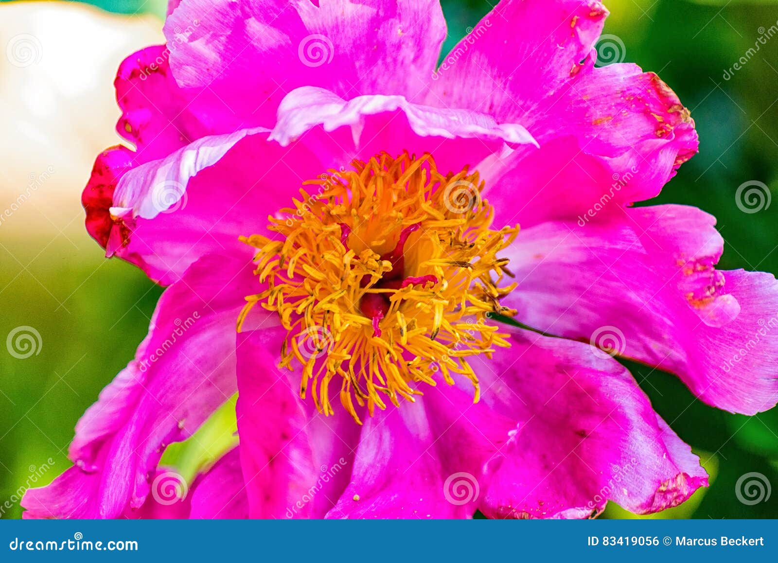 Una flor rosada grande foto de archivo. Imagen de floral - 83419056