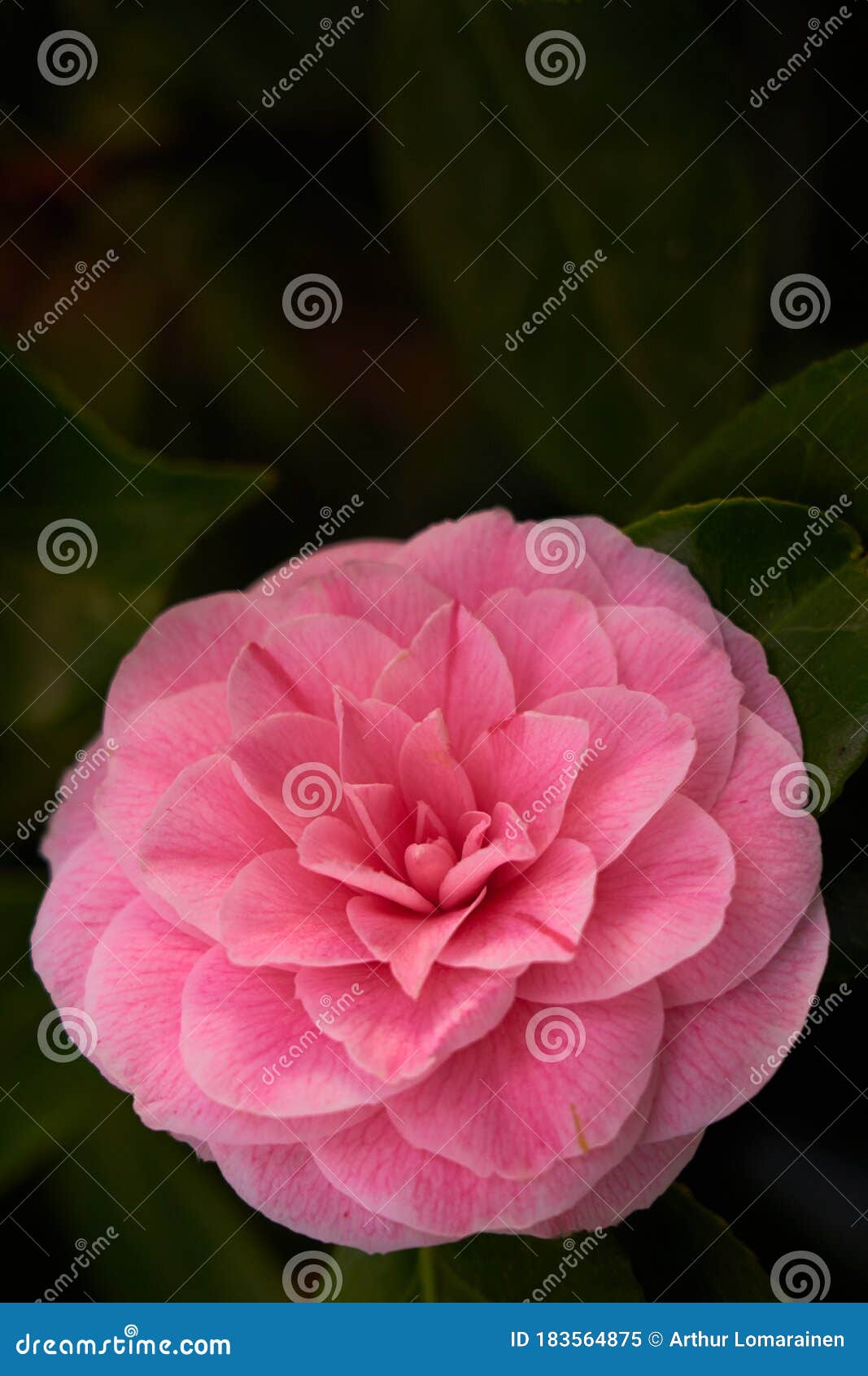 Una flor tropical rosa. imagen de archivo. Imagen de copia - 183564875