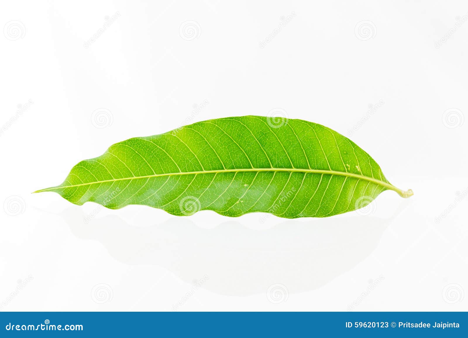 Una foglia del mango immagine stock. Immagine di caduta - 59620123