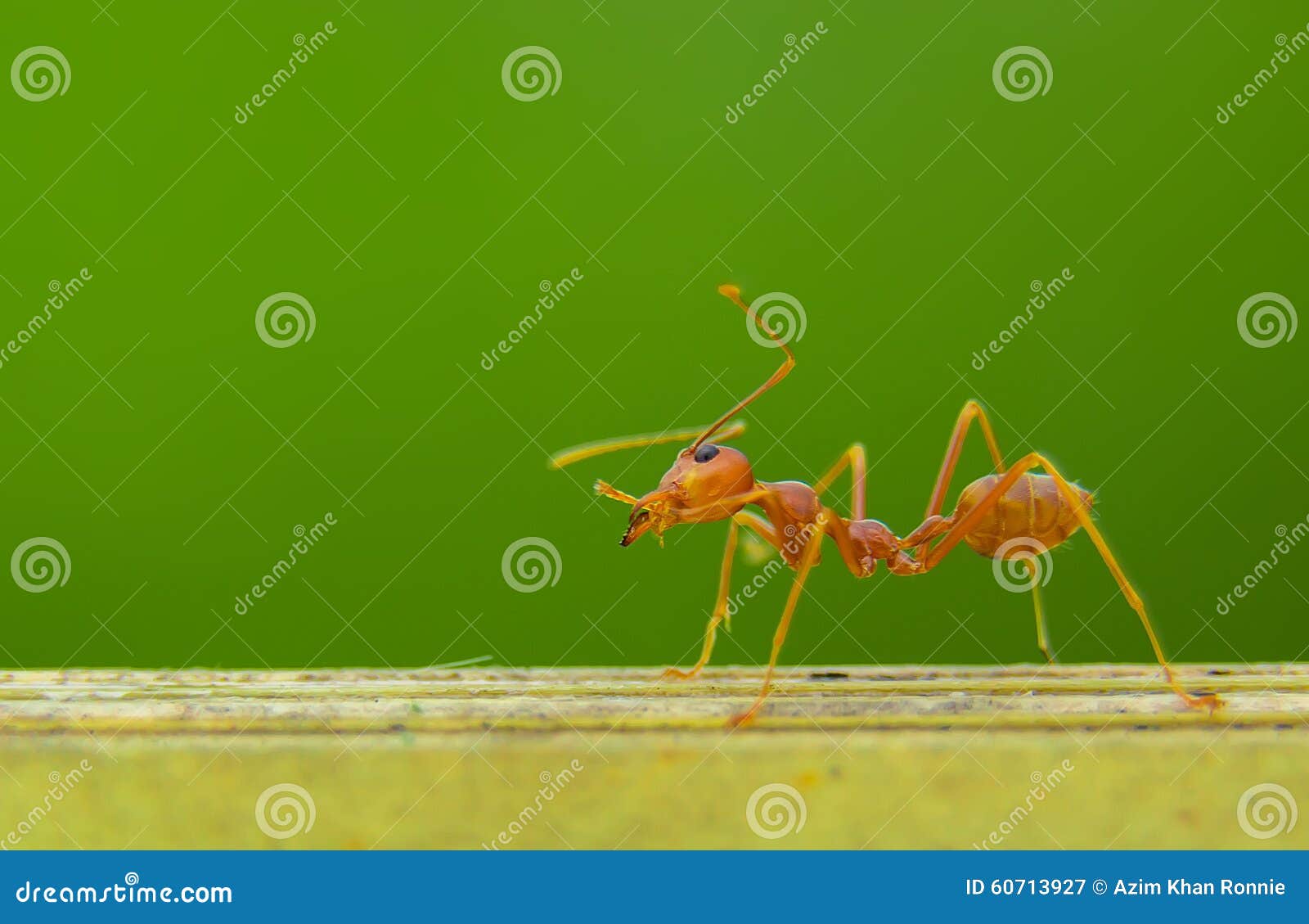 Una formica immagine stock. Immagine di piante, formica - 60713927