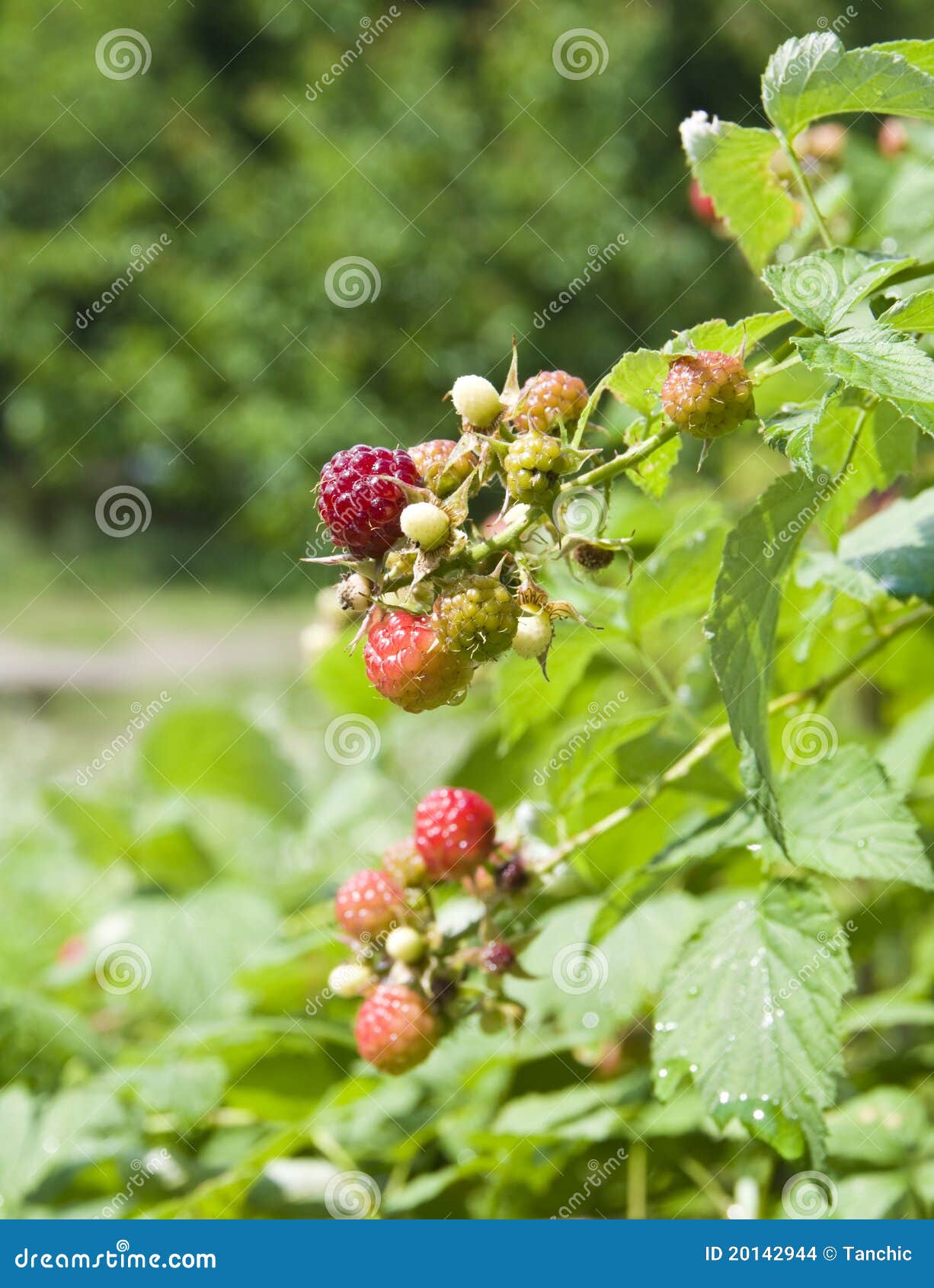 Una Frambuesa Que Crece En Un Arbusto Foto de archivo - Imagen de ...