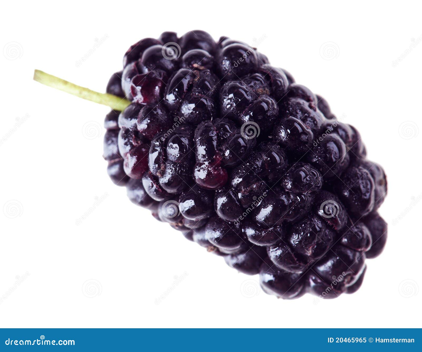 Una Frutta Del Gelso, Isolata Immagine Stock - Immagine di gelso ...