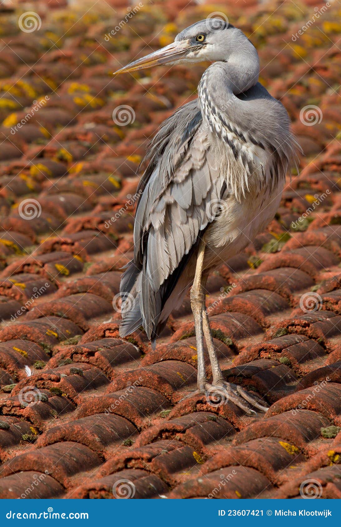 Una garza azul imagen de archivo. Imagen de cuenta, azotea - 23607421