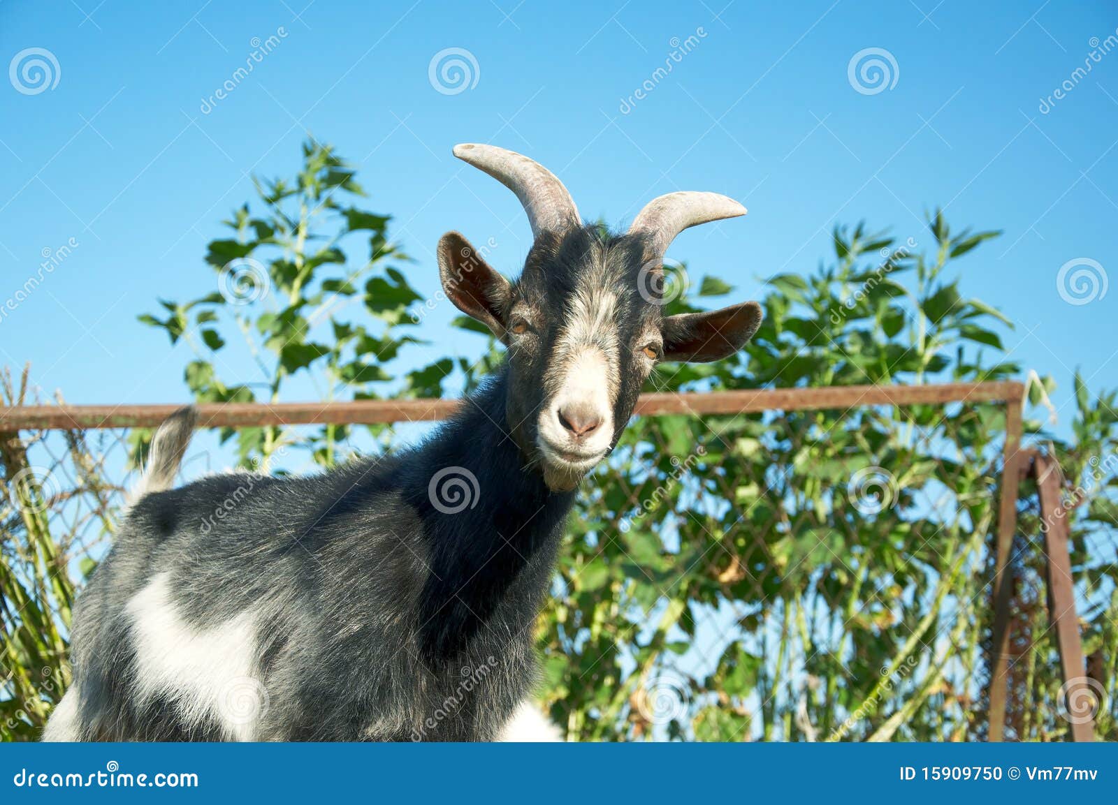 Una giovane capra fotografia stock. Immagine di bello - 15909750