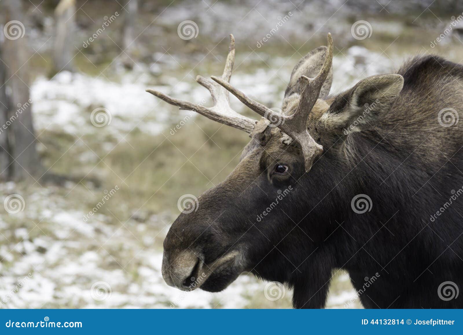 Una Grande Alce Maschio Nella Neve Fotografia Stock - Immagine di ...