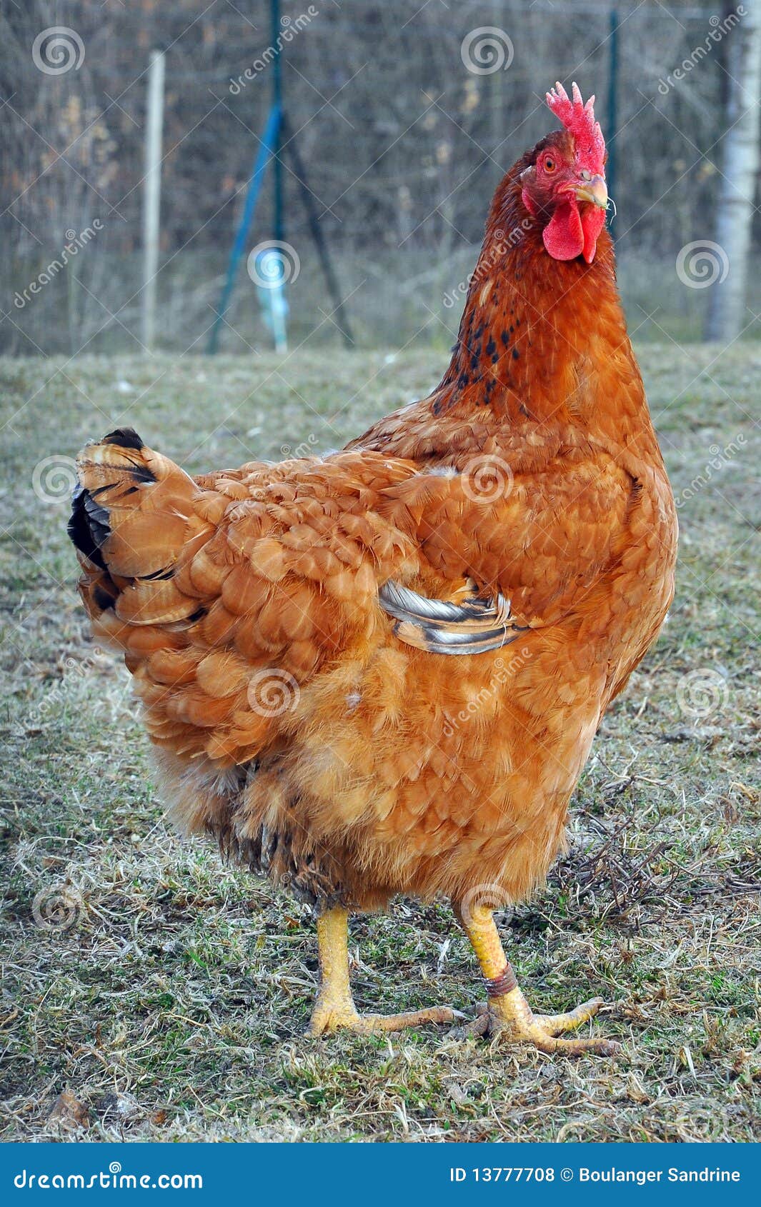 Una grande gallina fotografia stock. Immagine di agricoltura - 13777708