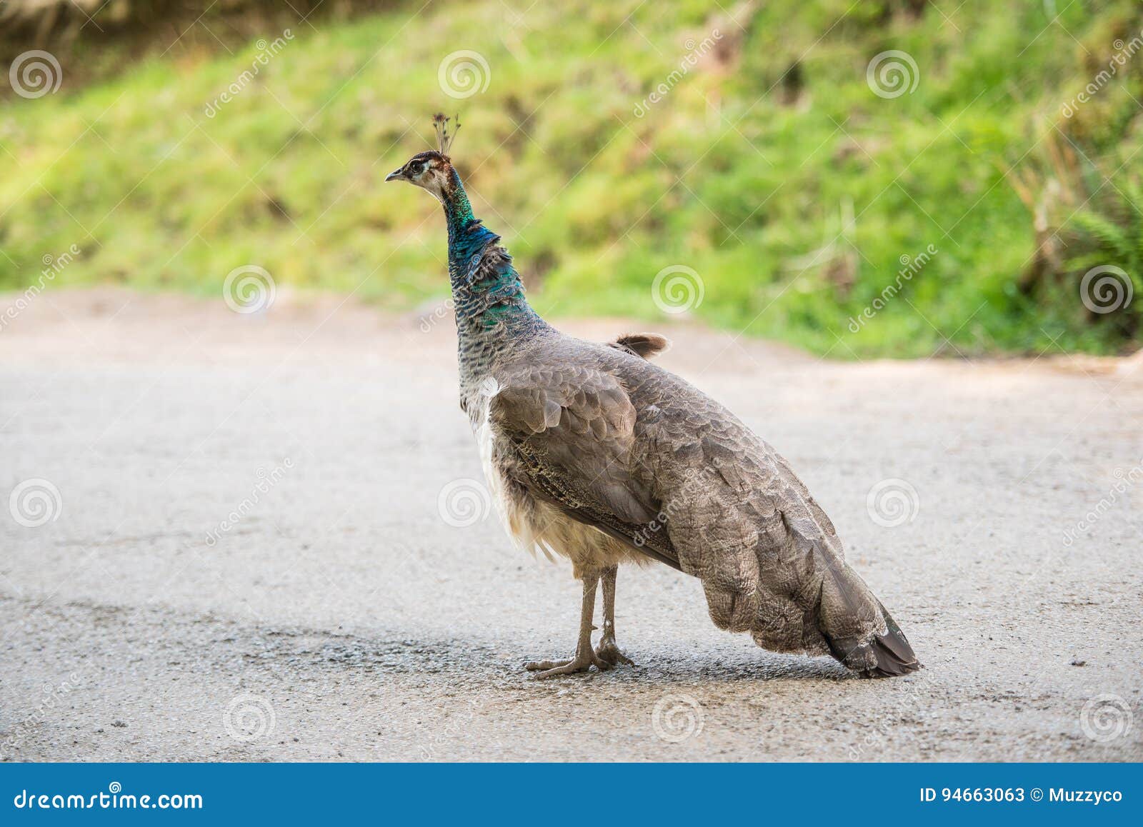 Una hembra del pavo real imagen de archivo. Imagen de hembra - 94663063