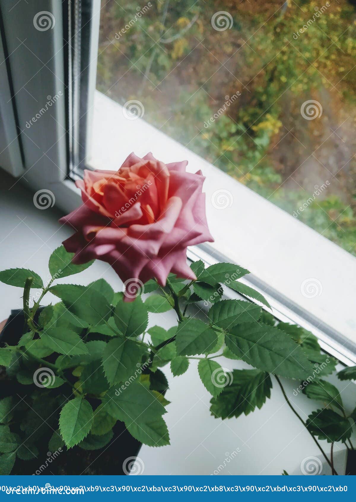 Una hermosa rosa de pino foto de archivo. Imagen de rosa - 164793506