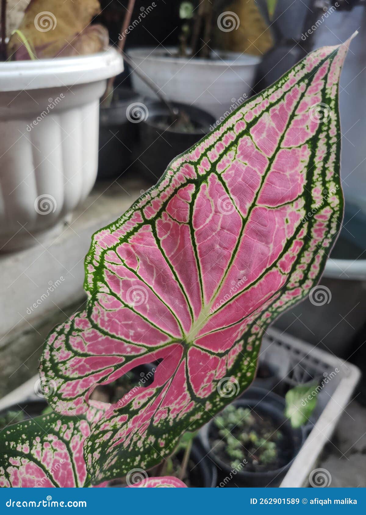 Una hoja de caladio imagen de archivo. Imagen de hoja - 262901589