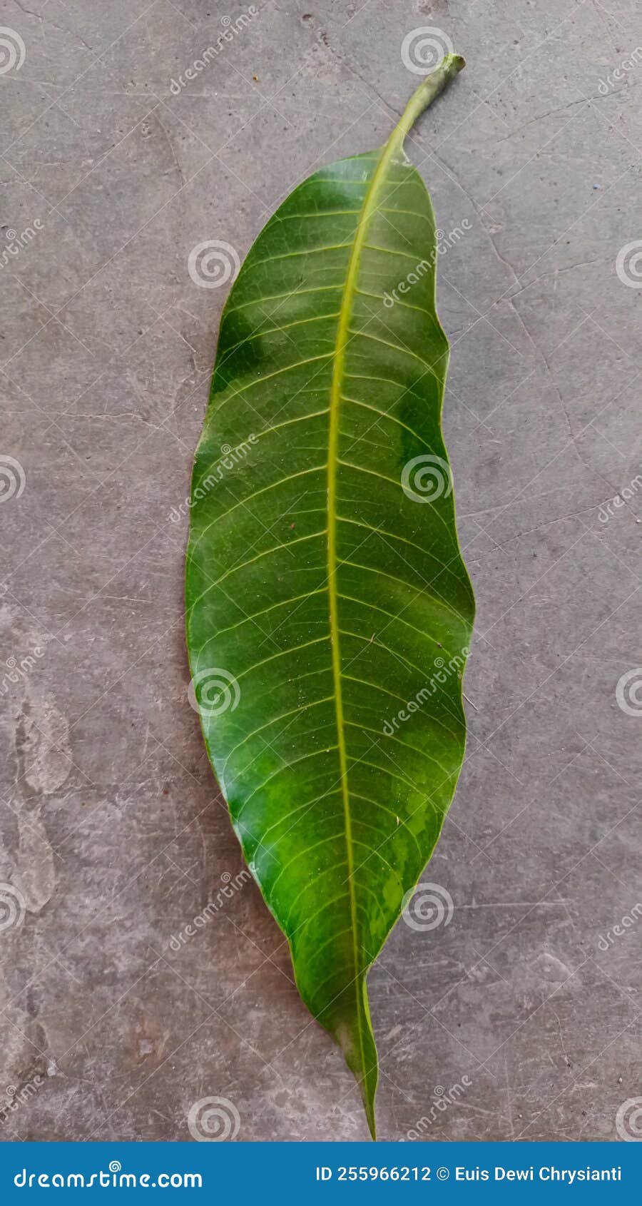 Una Hoja De Mango Sobre El Suelo De Cemento Foto de archivo - Imagen de ...