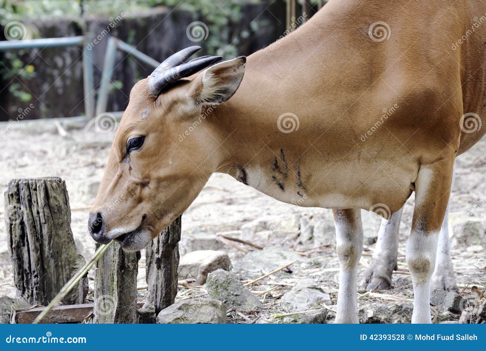 Una Imagen De La Vaca En Un Clima Tropical Foto de archivo - Imagen de ...