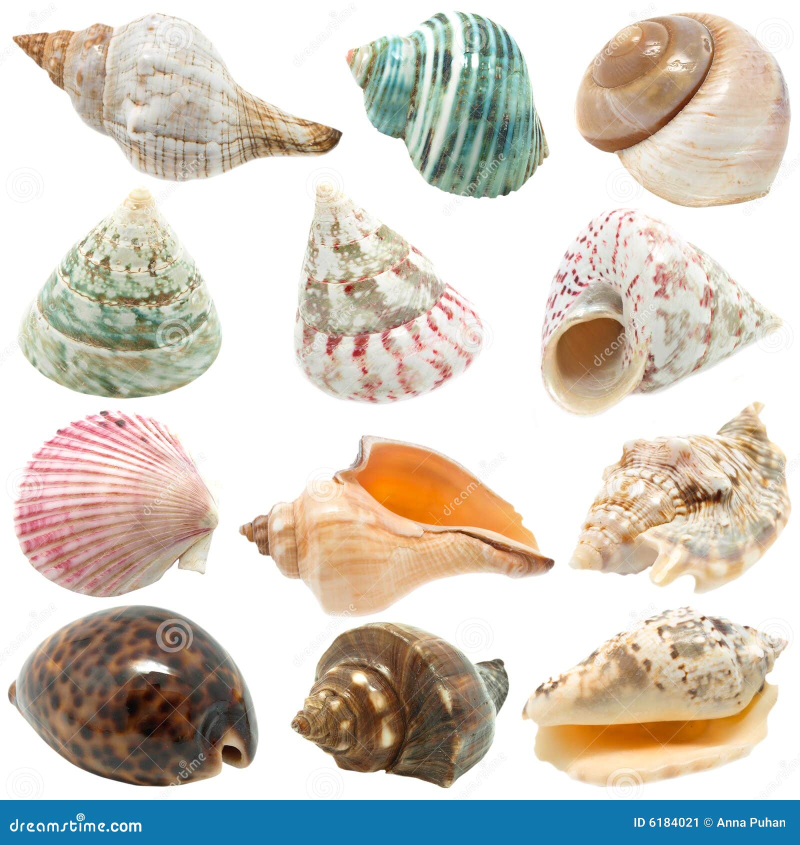 Una Imagen De Seashells En El Fondo Blanco Imagen de archivo - Imagen ...