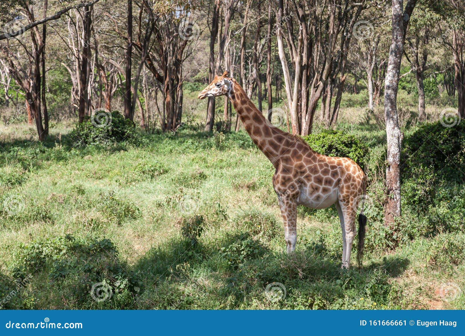 8 Jirafa Embarazada Fotos - Libres de Derechos y Gratuitas de Dreamstime