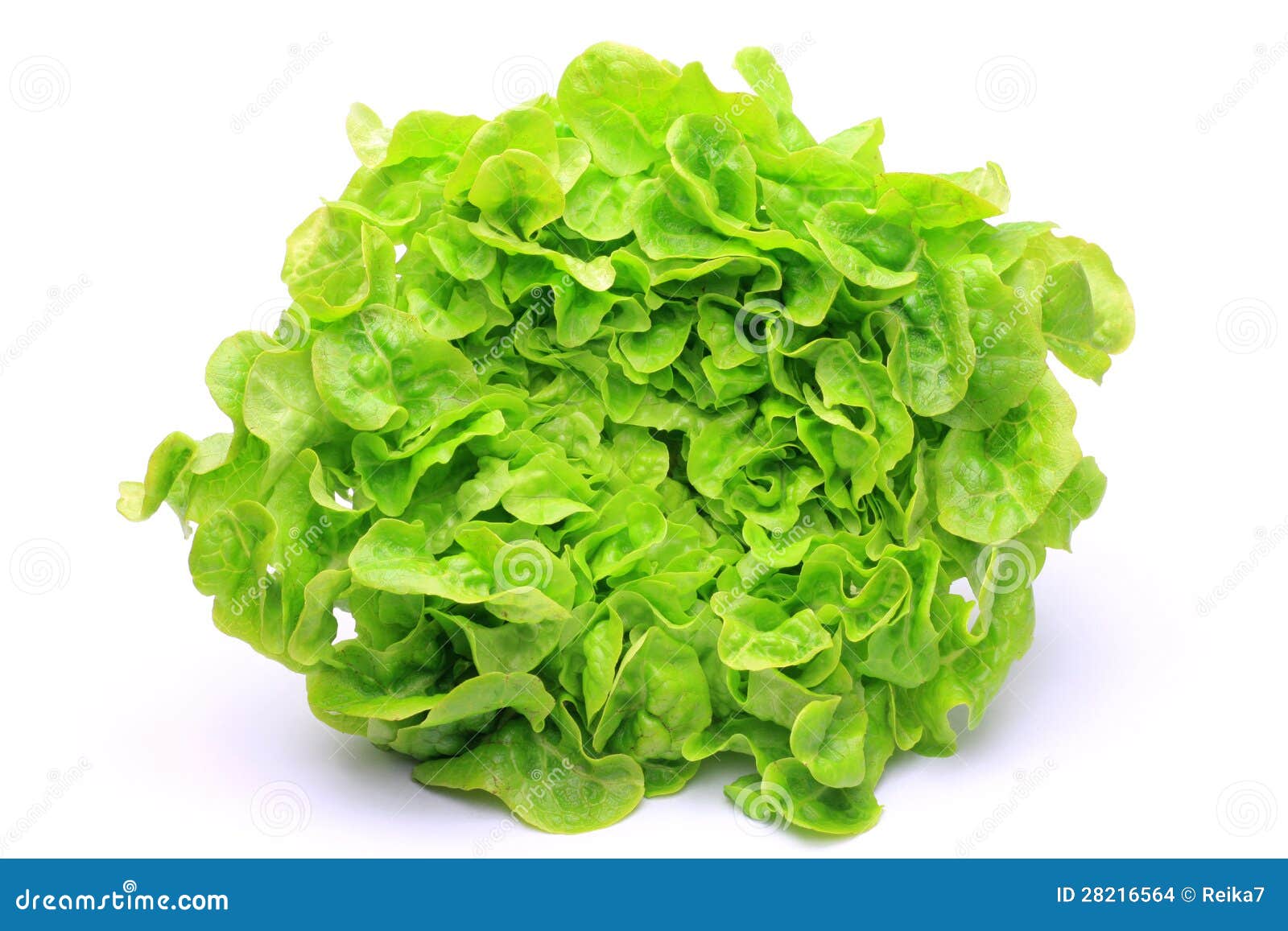 Una lechuga cortada foto de archivo. Imagen de blanco - 28216564