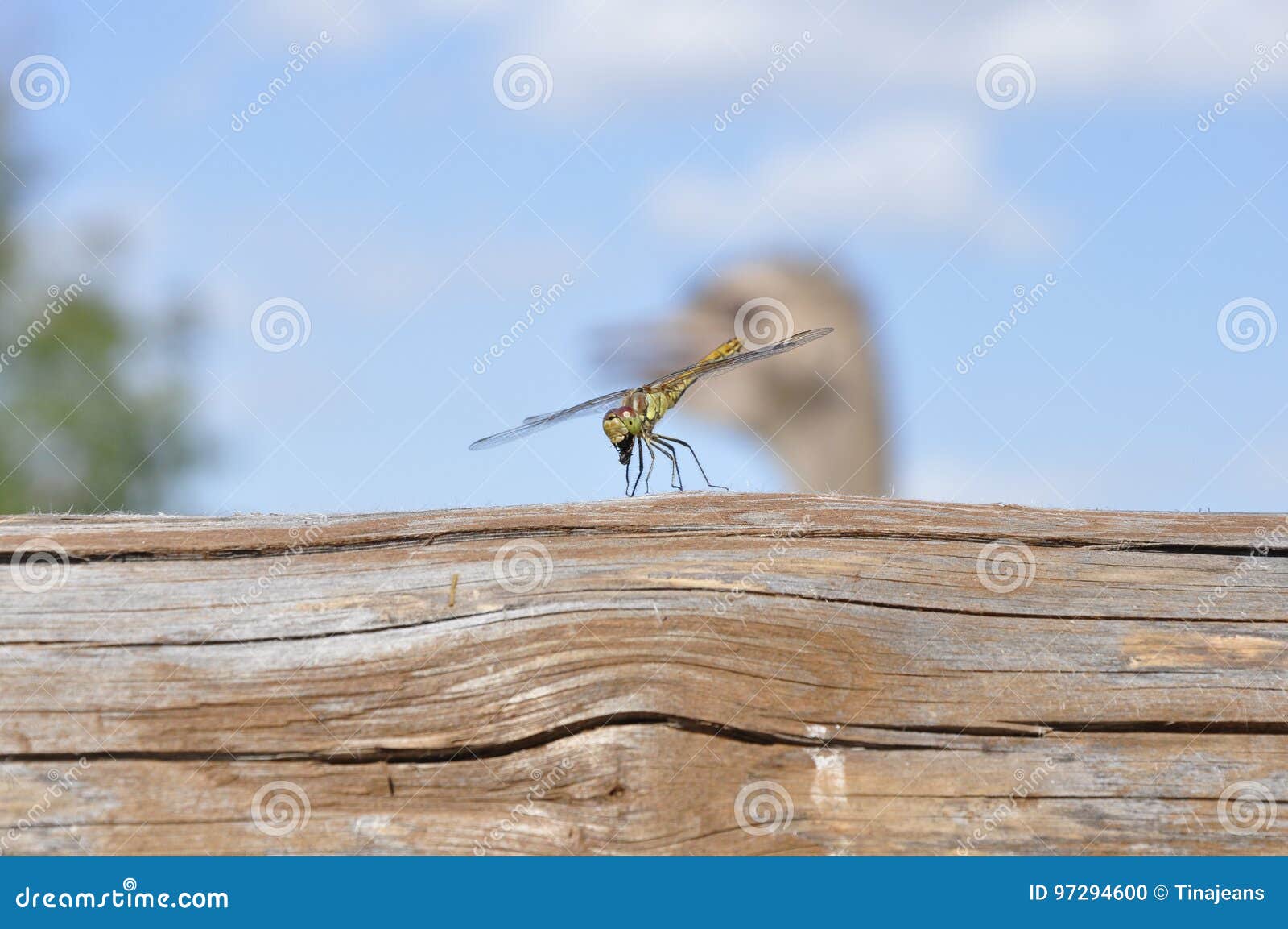 Una Libellula Mangia Un Insetto Fotografia Stock - Immagine di nubi ...
