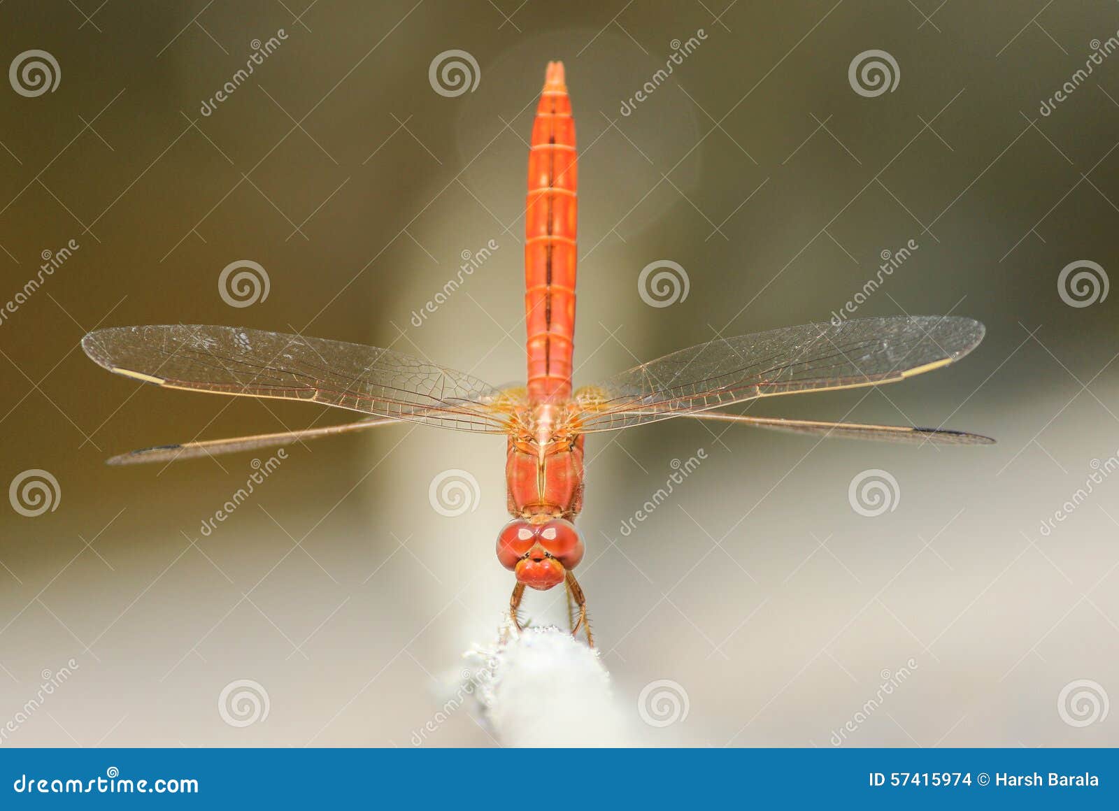 Una Libellula Rossa Vibrante Fotografia Stock - Immagine di colorato ...