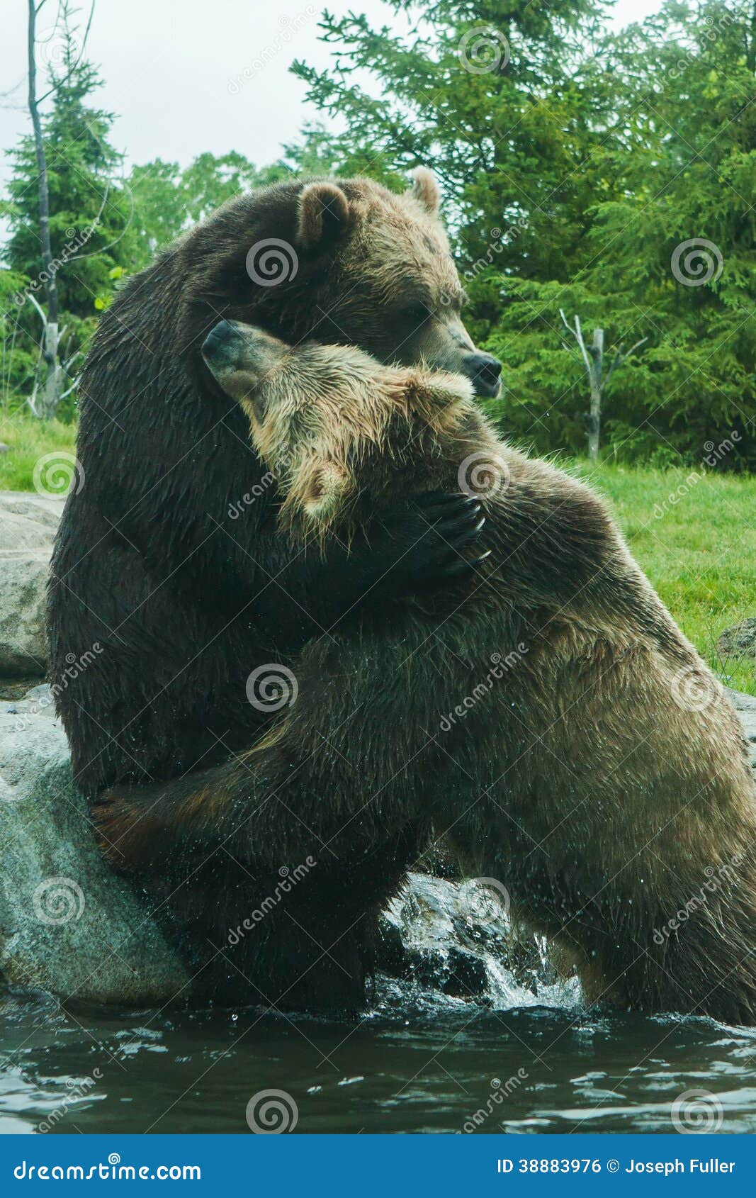 Una Lotta Di Due Orsi Dell'orso Grigio (Brown) Fotografia Stock ...