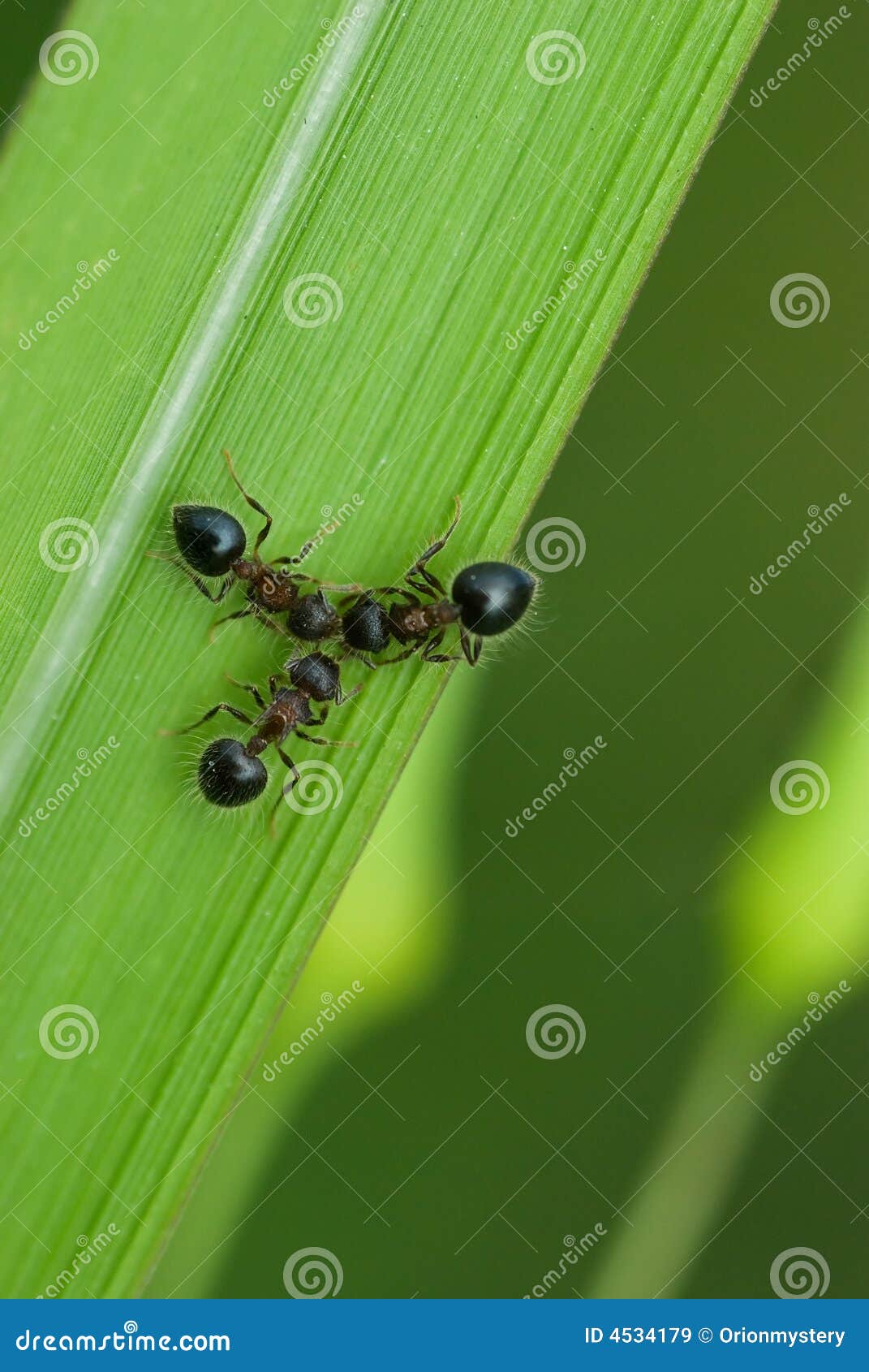 Una Macro Di Tre Formiche Nere Immagine Stock - Immagine di insetto ...