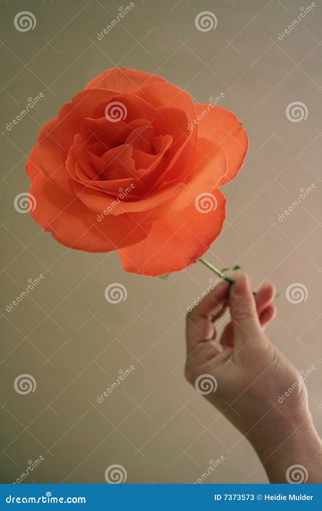 Una Mano Que Sostiene Una Rosa Imagen de archivo - Imagen de aislado ...