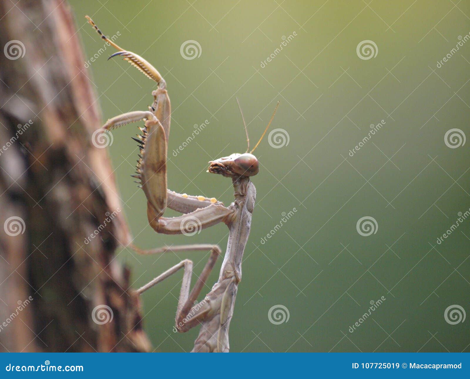 Una Mantis Religiosa Marrón Imagen de archivo - Imagen de esmeralda ...