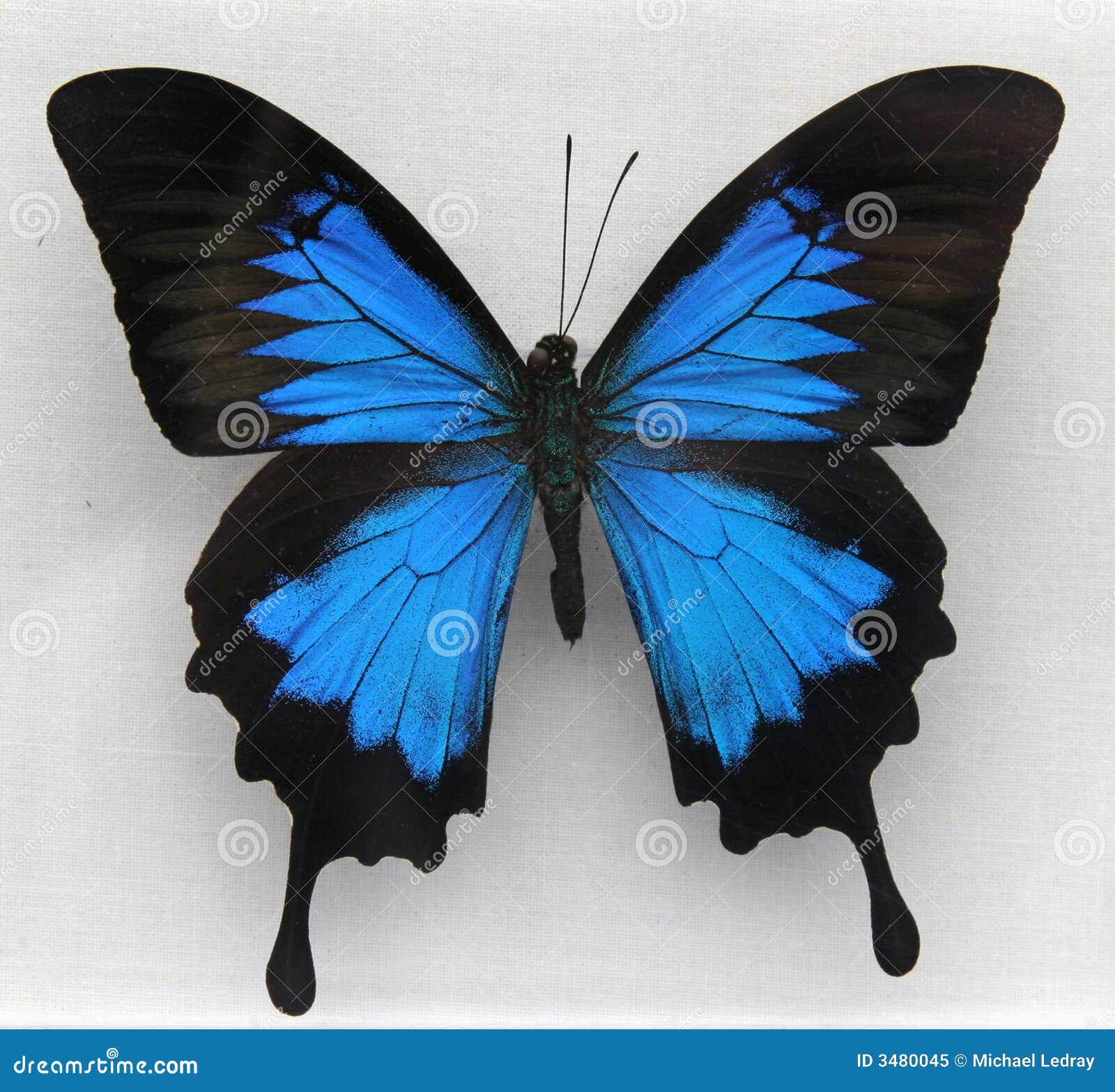 Una Mariposa Azul Hermosa Foto de archivo libre de regalías - Imagen ...