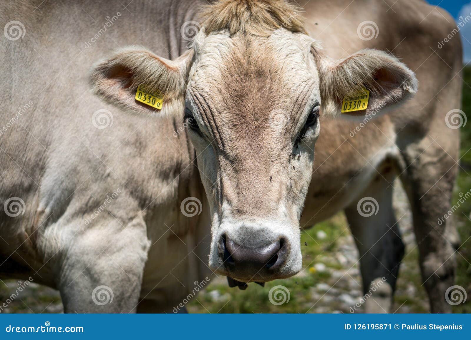 Una mirada de la vaca foto editorial. Imagen de verde - 126195871