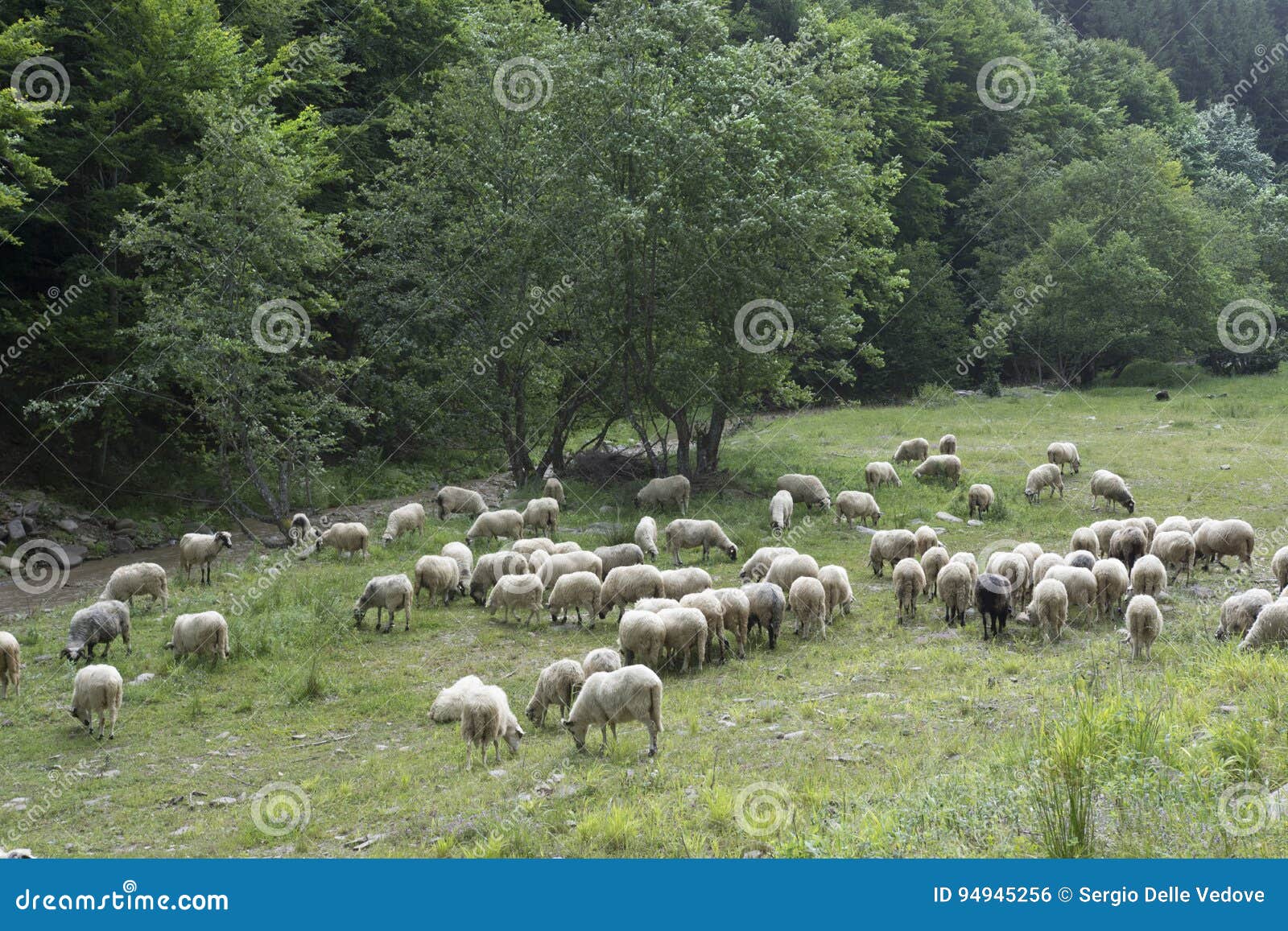 Una moltitudine di pecore fotografia editoriale. Immagine di mattina ...