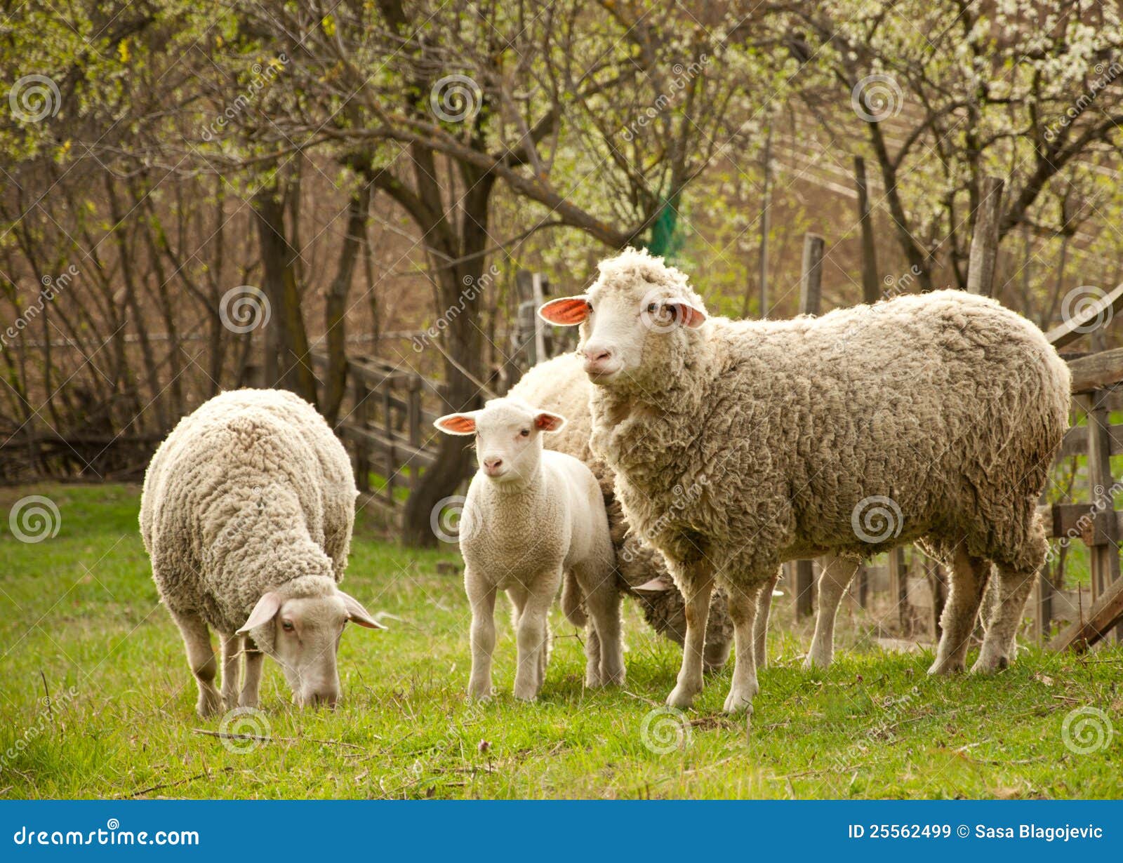 Una Moltitudine Di Pecore Al Pascolo Immagine Stock - Immagine di ...