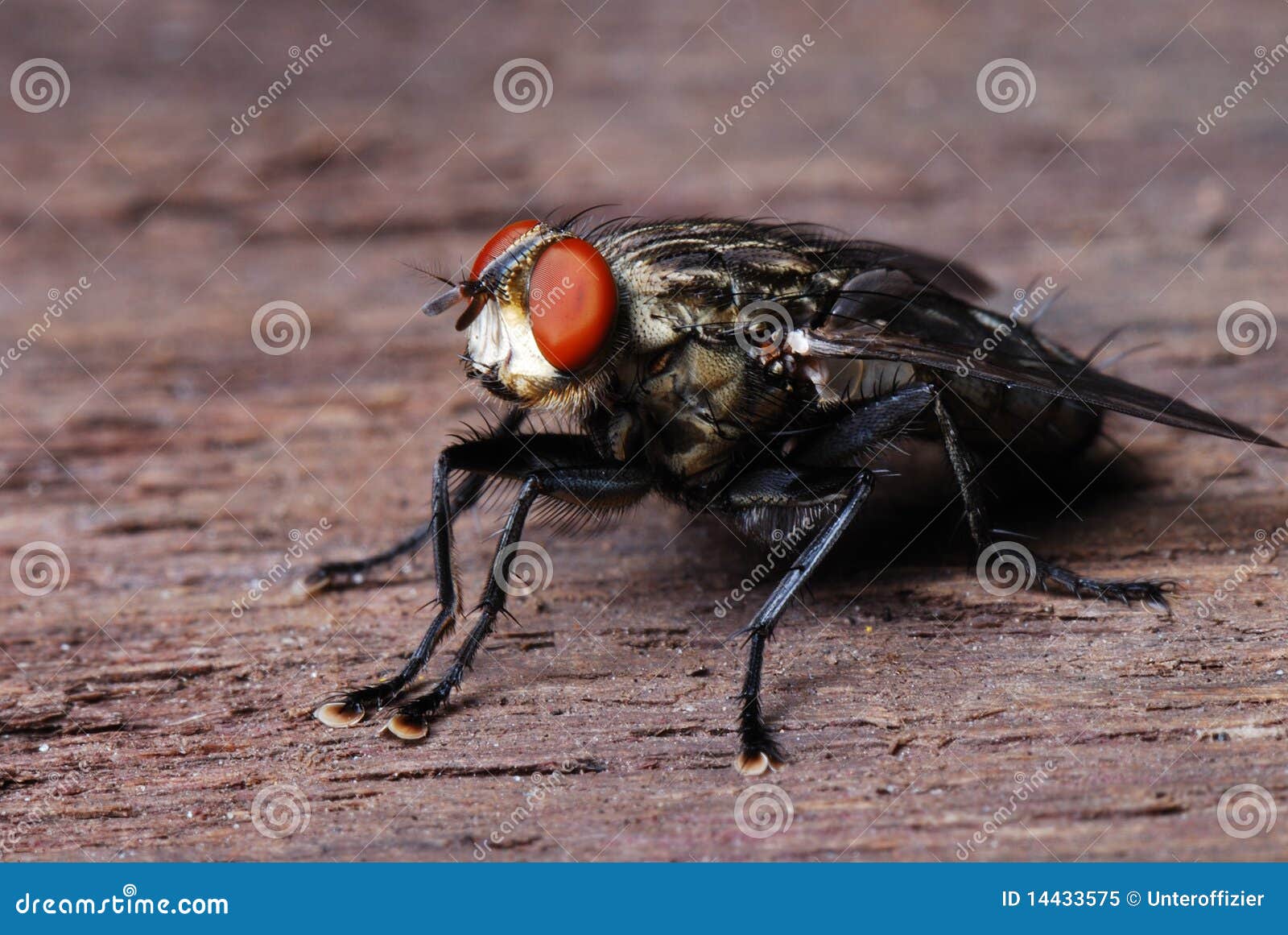 Una mosca comune immagine stock. Immagine di pulito, ripugnante - 14433575