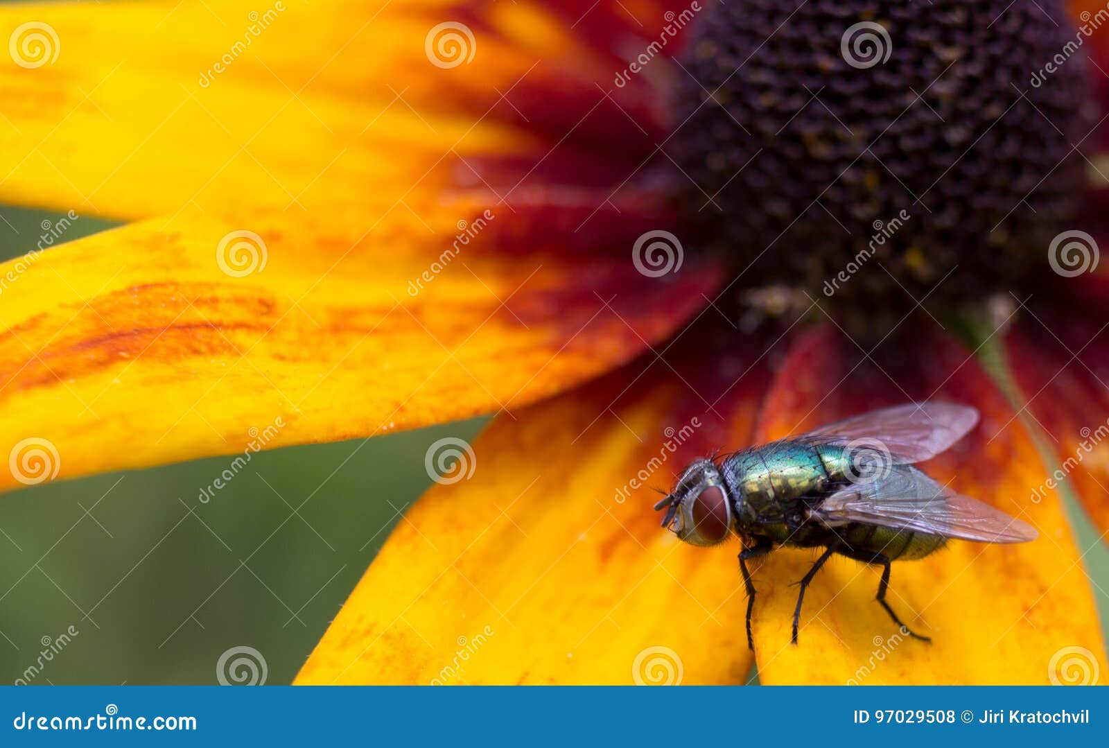 Una mosca su un fiore 7 fotografia stock. Immagine di animale - 97029508