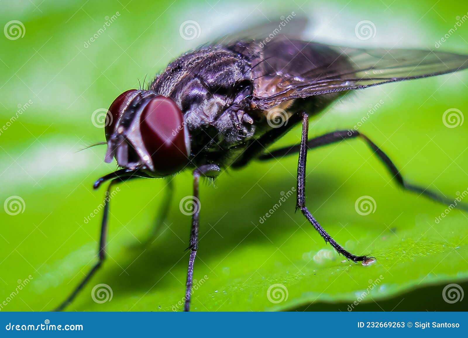 Una Mosca Volando Sobre Una Hoja Imagen de archivo - Imagen de mosca ...