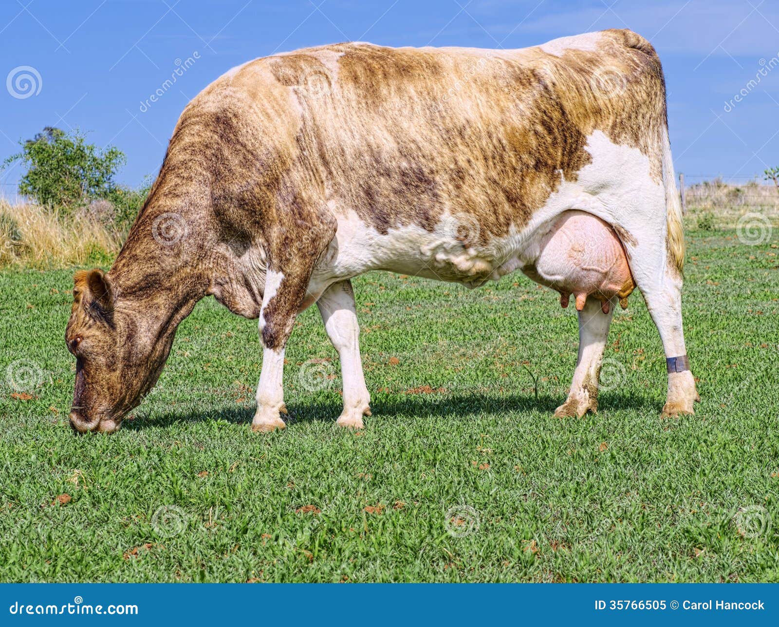 Una Mucca Da Latte Dell'ibrido Di Guernsey Immagine Stock - Immagine di ...