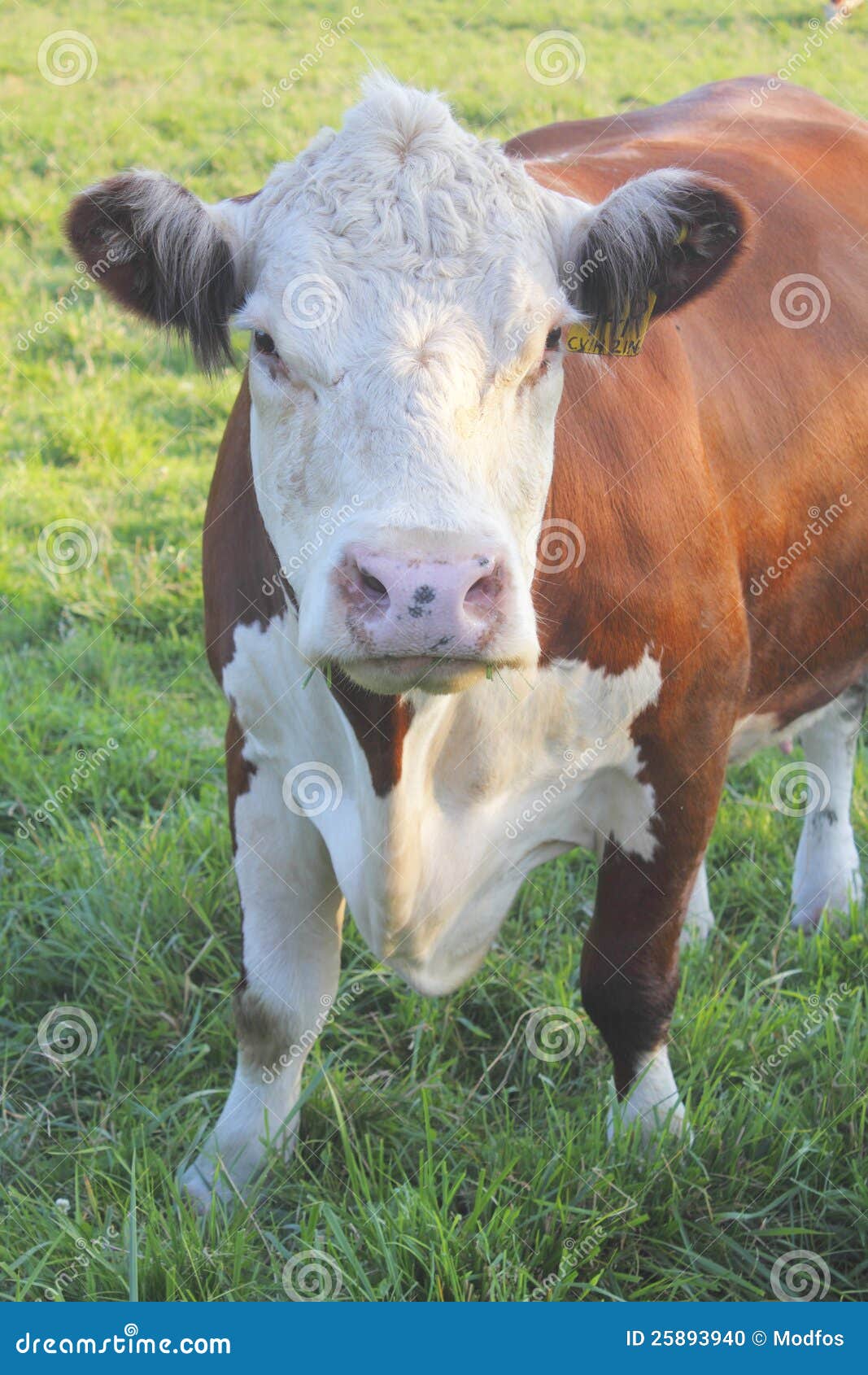 Una Mucca Da Latte Premiata Fotografia Stock - Immagine di recinto ...