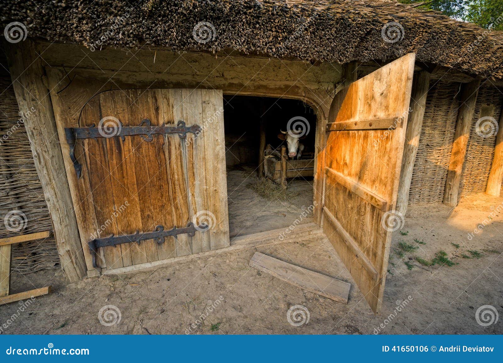 Una Mucca Mangia Dentro Di Una Stalla Fotografia Stock - Immagine di ...