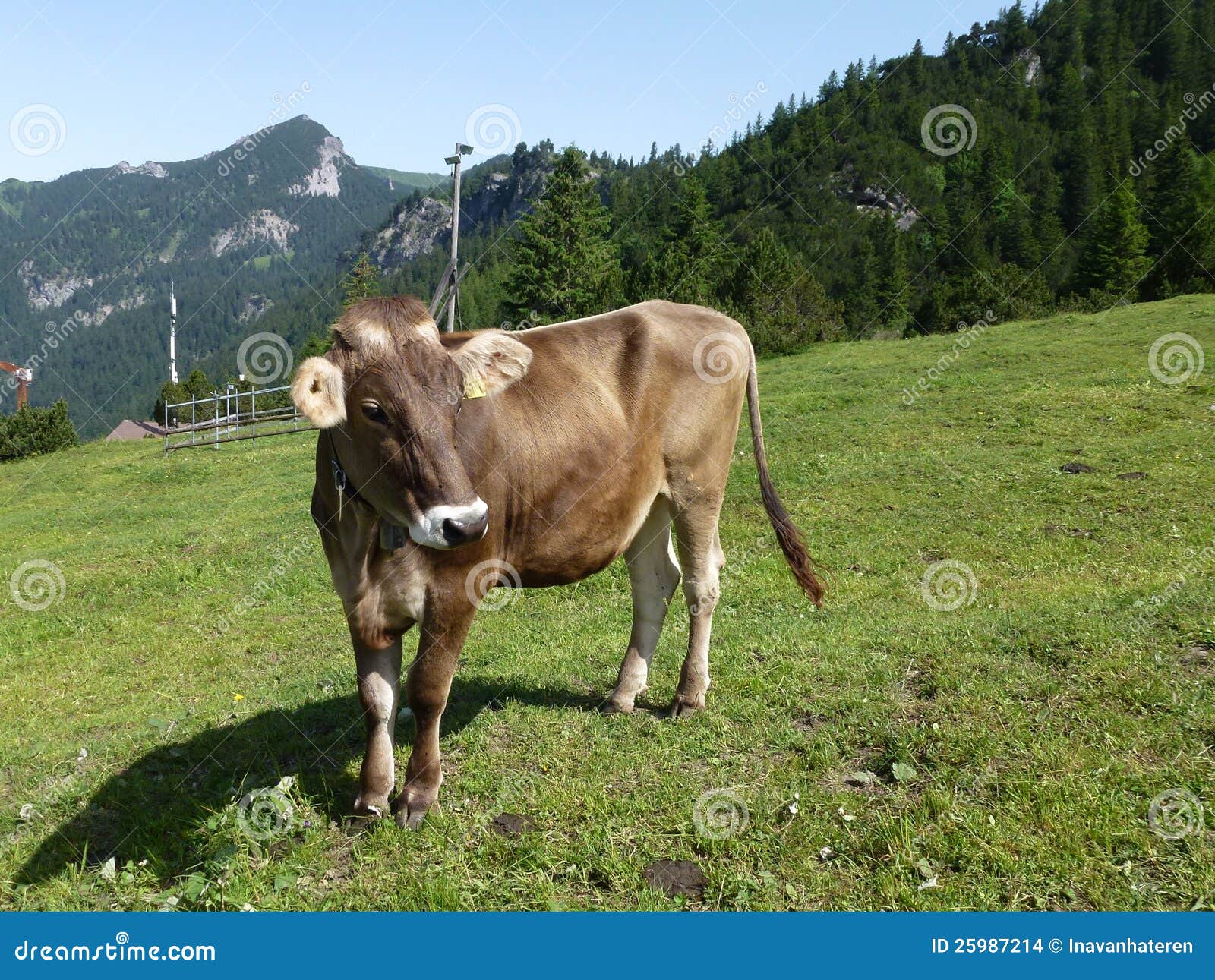Una Mucca Marrone Nelle Montagne Fotografia Stock - Immagine di ...