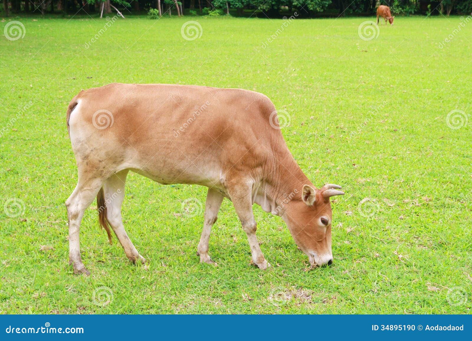 Una Mucca Sta Mangiando L'erba Fotografia Stock - Immagine di foresta ...