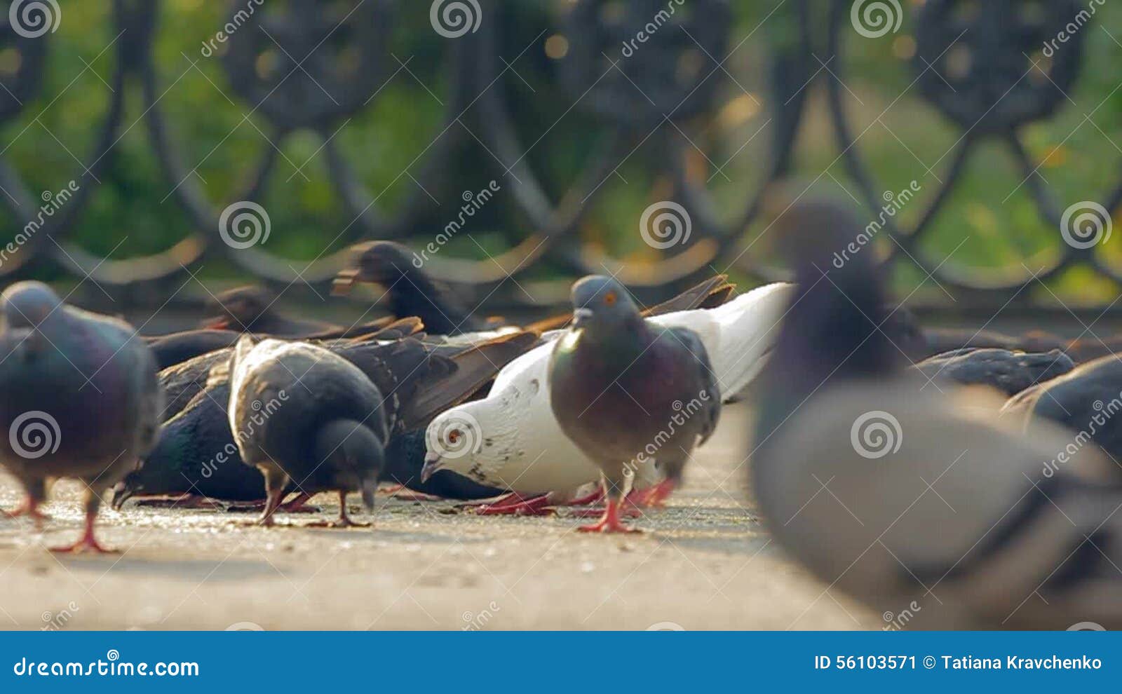 Una Multitud De Las Palomas Que Comen Las Migas De Pan En La Ciudad ...