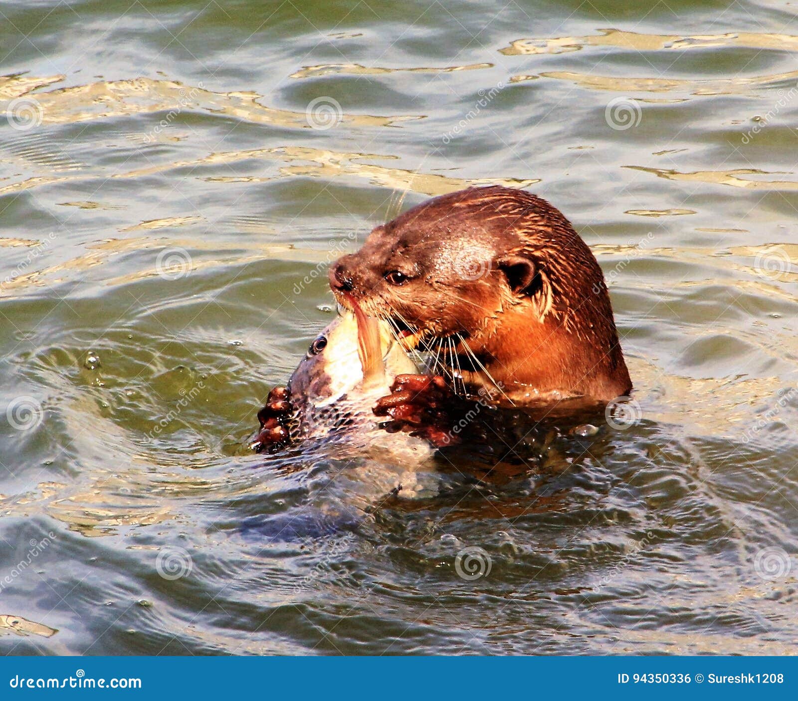 Una Nutria Que Disfruta De Su Comida Foto de archivo - Imagen de cubo ...