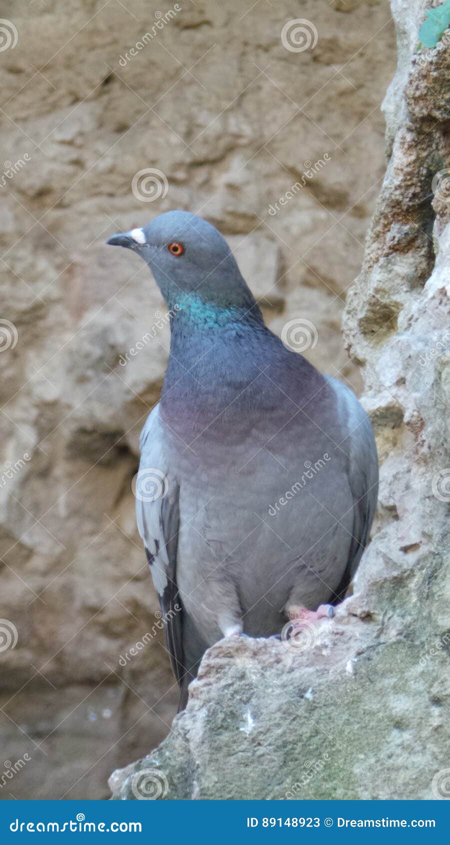 Una paloma azul imagen de archivo. Imagen de paloma, azul - 89148923