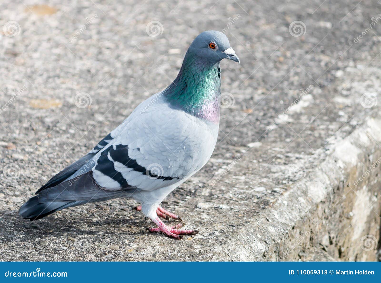 Una paloma grande foto de archivo. Imagen de sirga, pico - 110069318