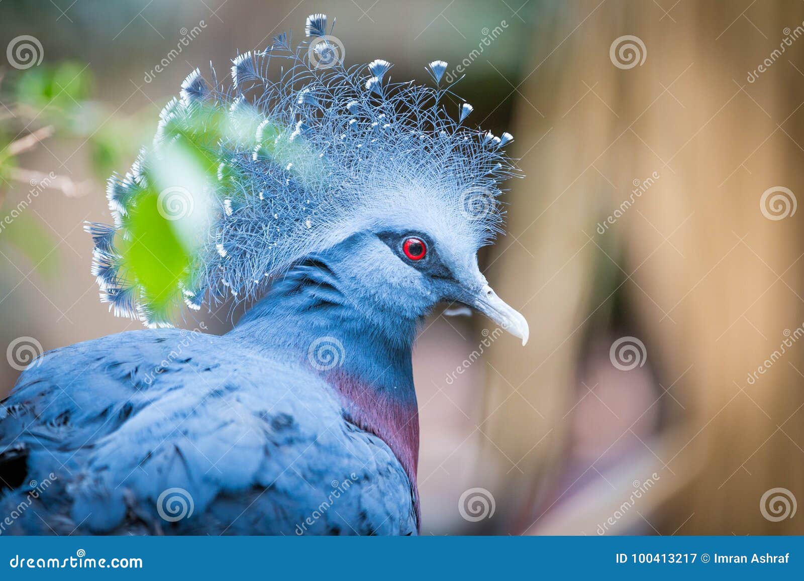 Una Paloma Hermosa De Victoria Crowned Imagen de archivo - Imagen de ...
