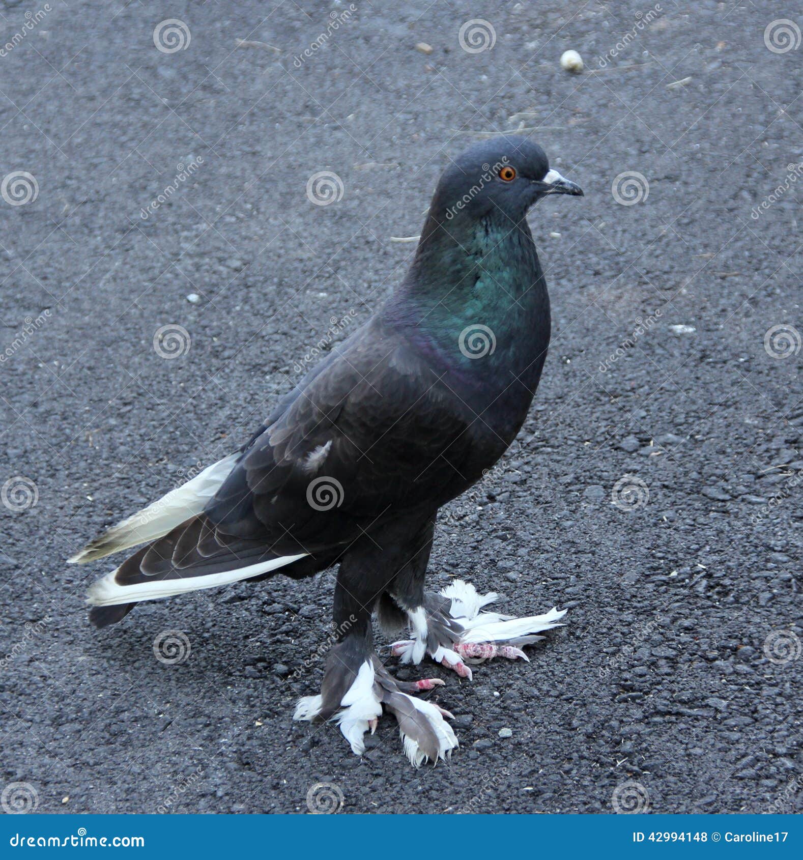 Una paloma Pluma-con base foto de archivo. Imagen de soporte - 42994148