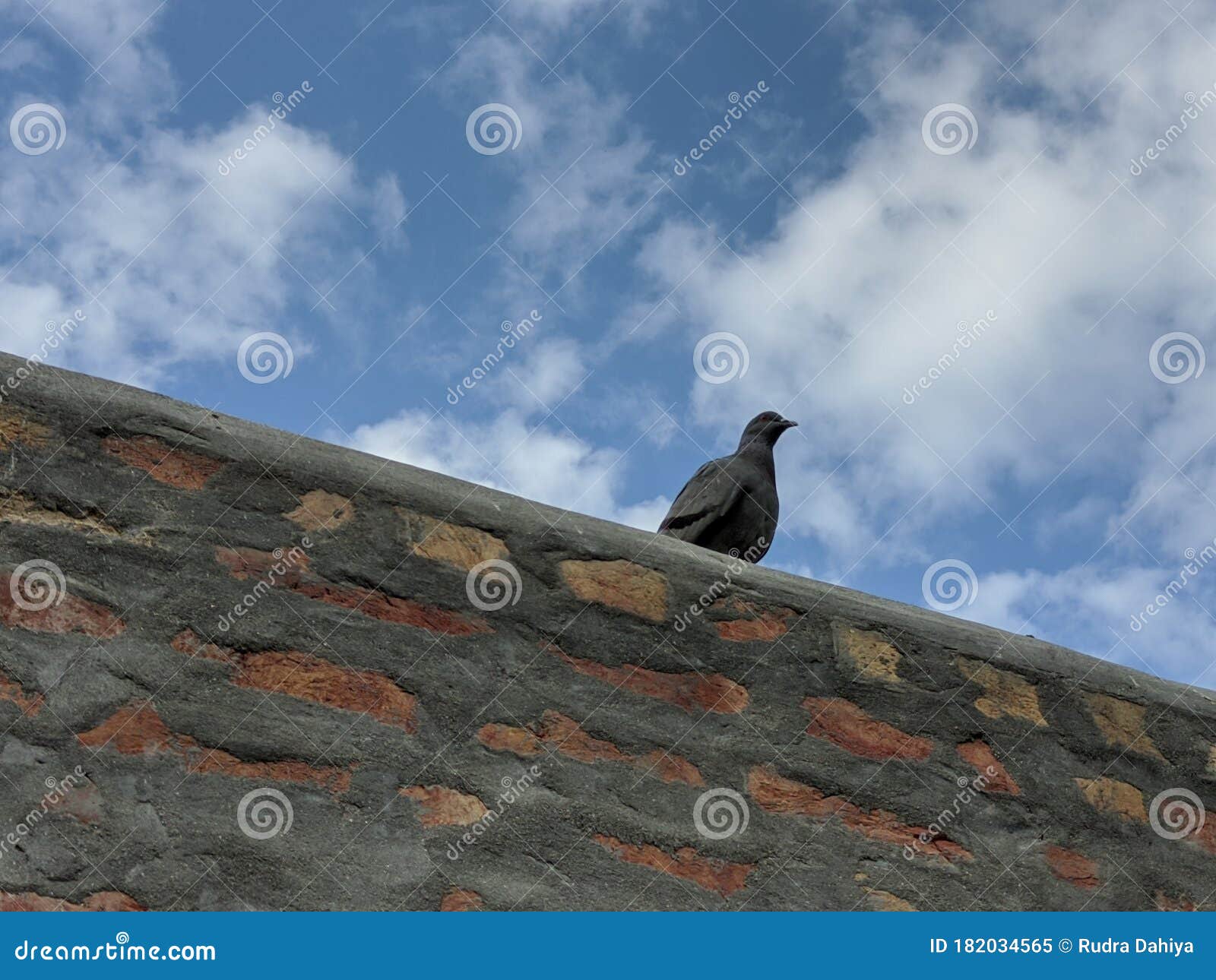 Una Paloma Sentada En La Pared Imagen de archivo - Imagen de roca, azul ...