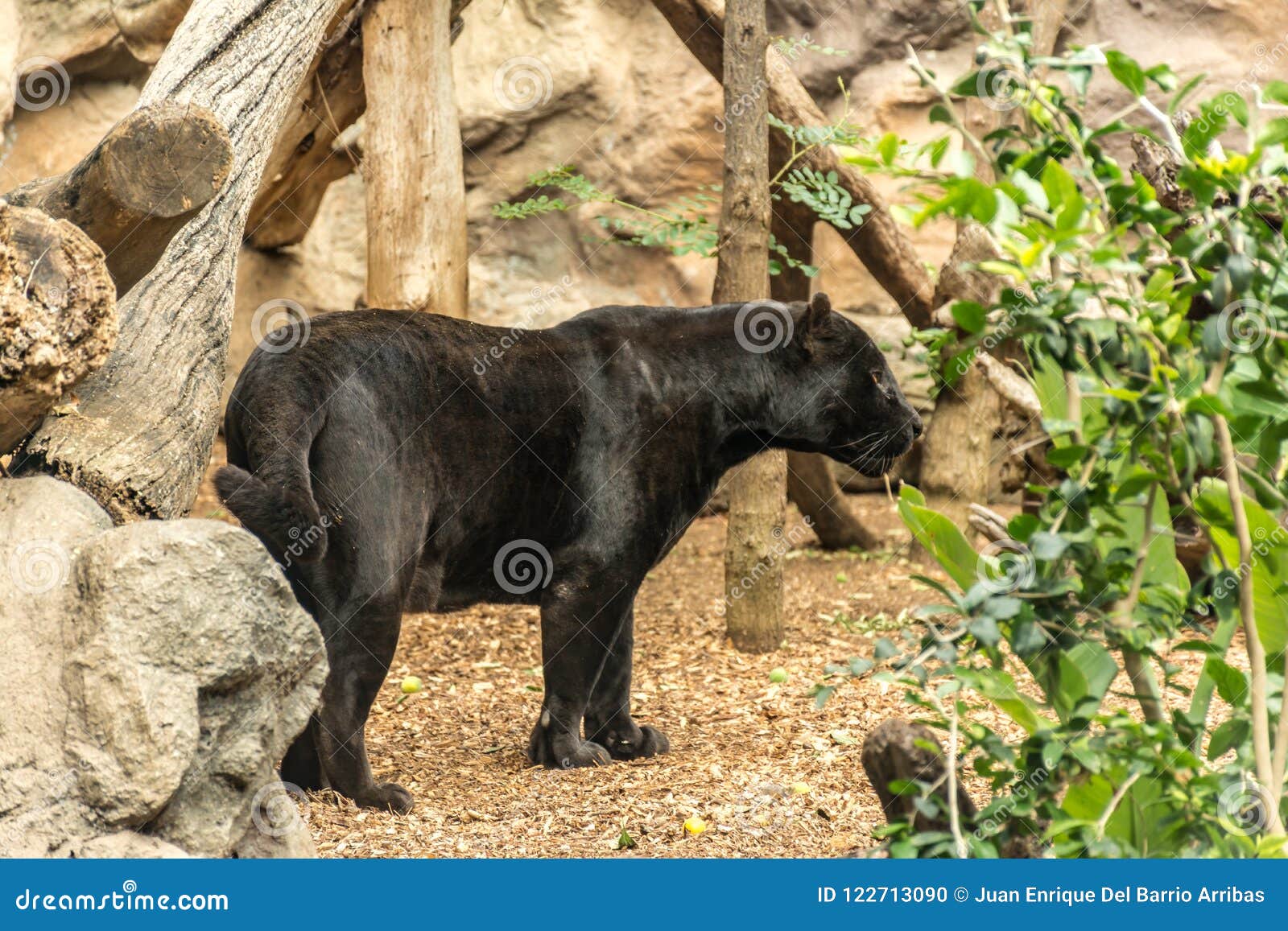 Una Pantera Nera in Uno Zoo, in Buone Condizioni Fotografia Stock ...