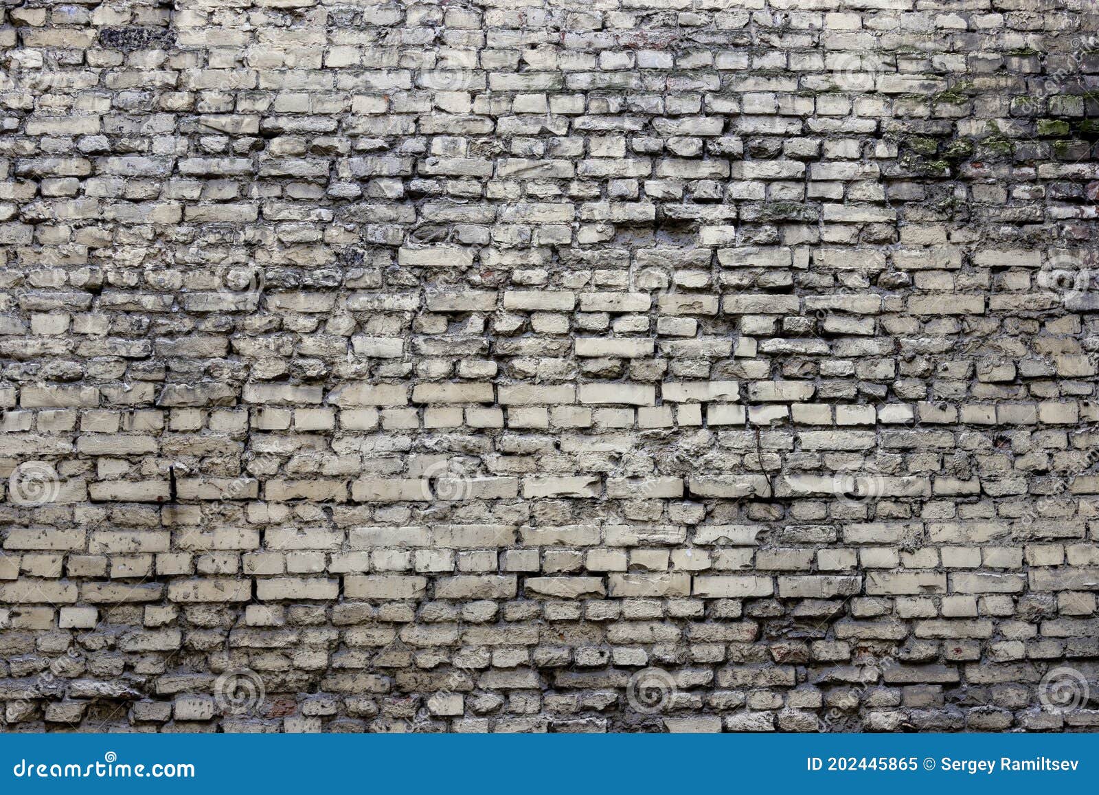 Una Pared De Ladrillo Blanco Raspado De Moho Imagen de archivo - Imagen ...