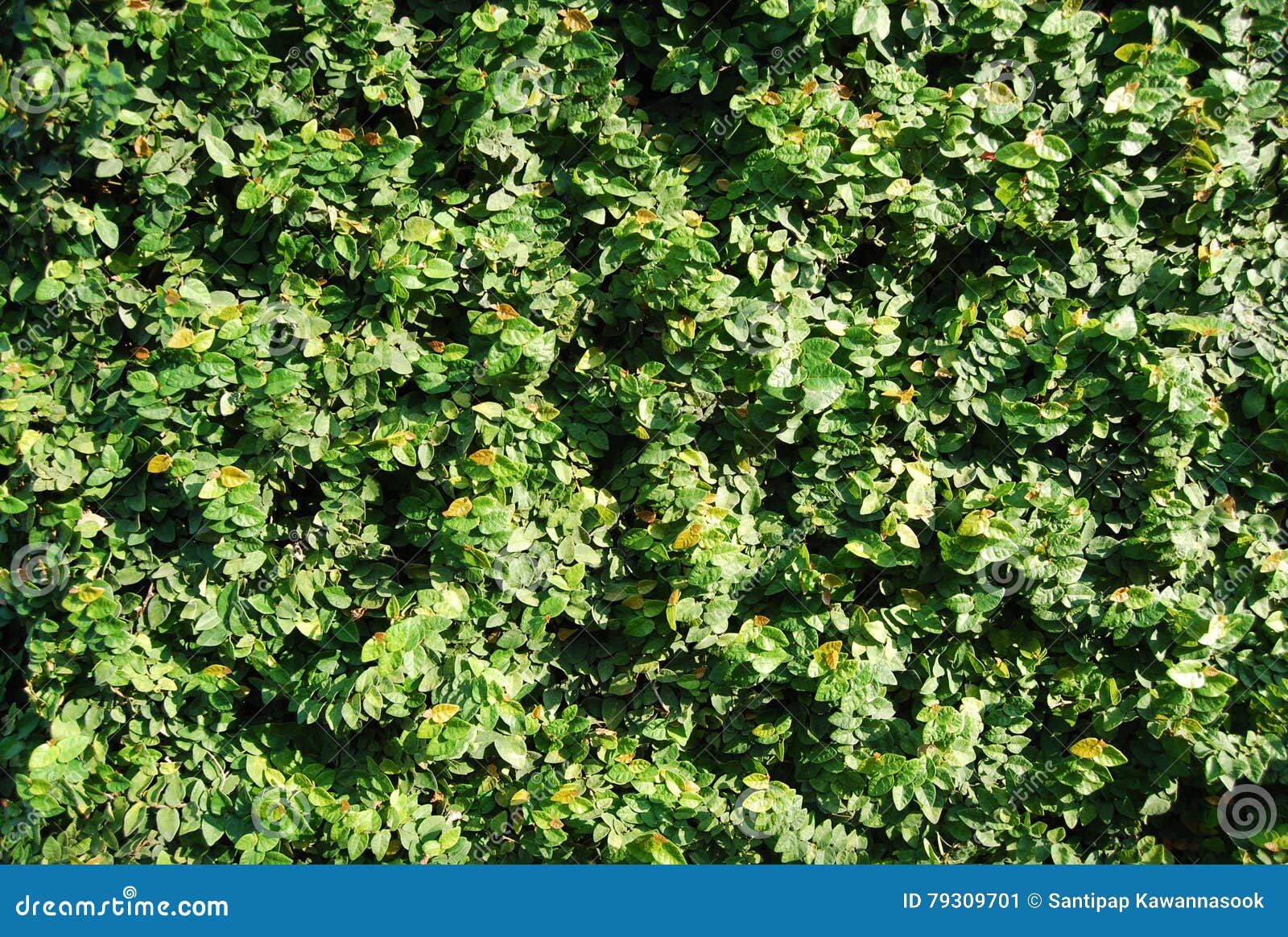 Una Pared Del Verde De Los Ficus Imagen de archivo - Imagen de casa ...