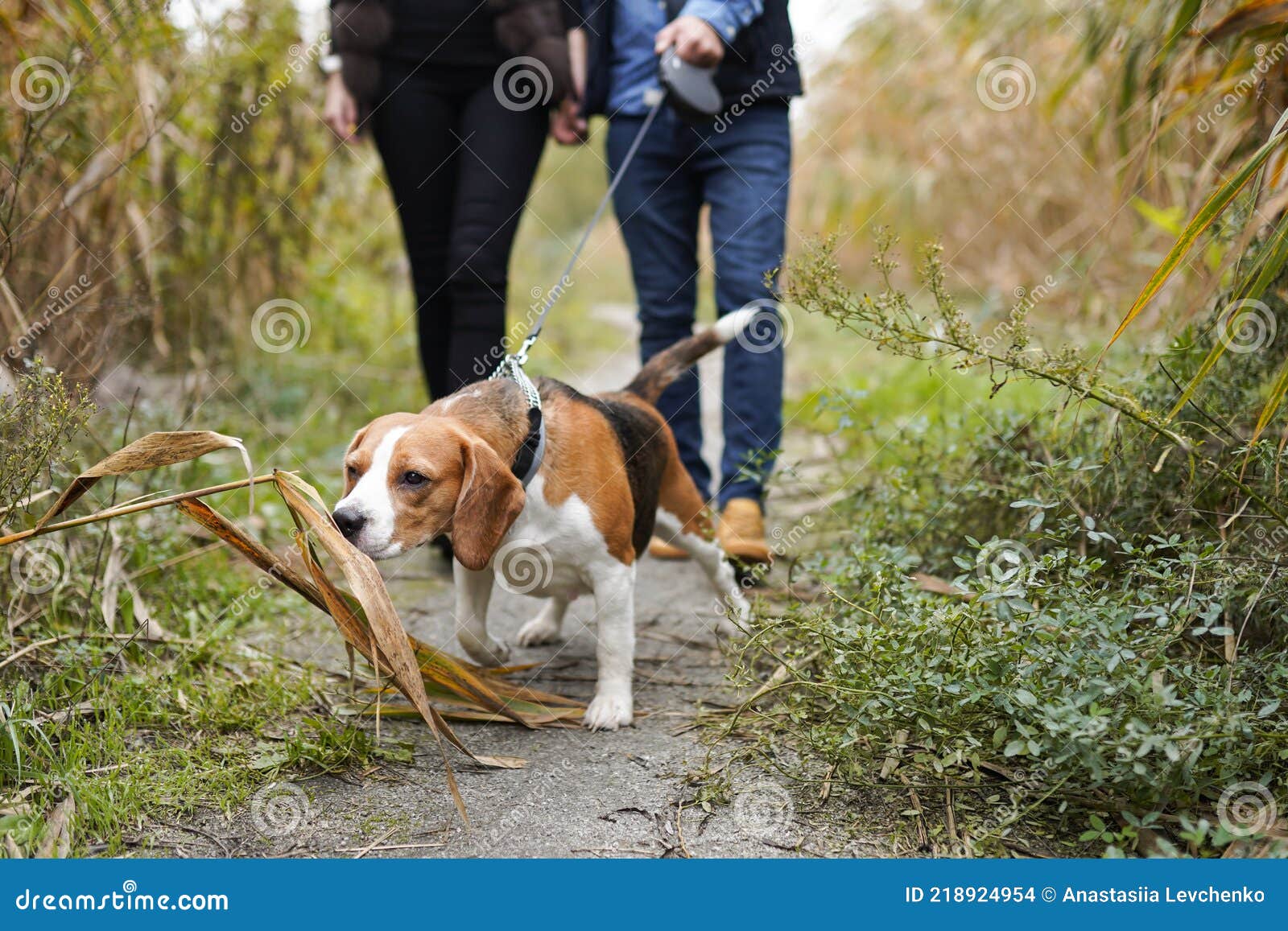 Una Pareja Joven Paseando a Un Perro En El Parque Foto de archivo ...