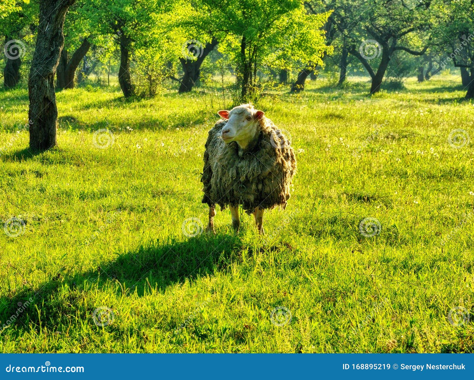 Una pecora nel giardino immagine stock. Immagine di animale - 168895219