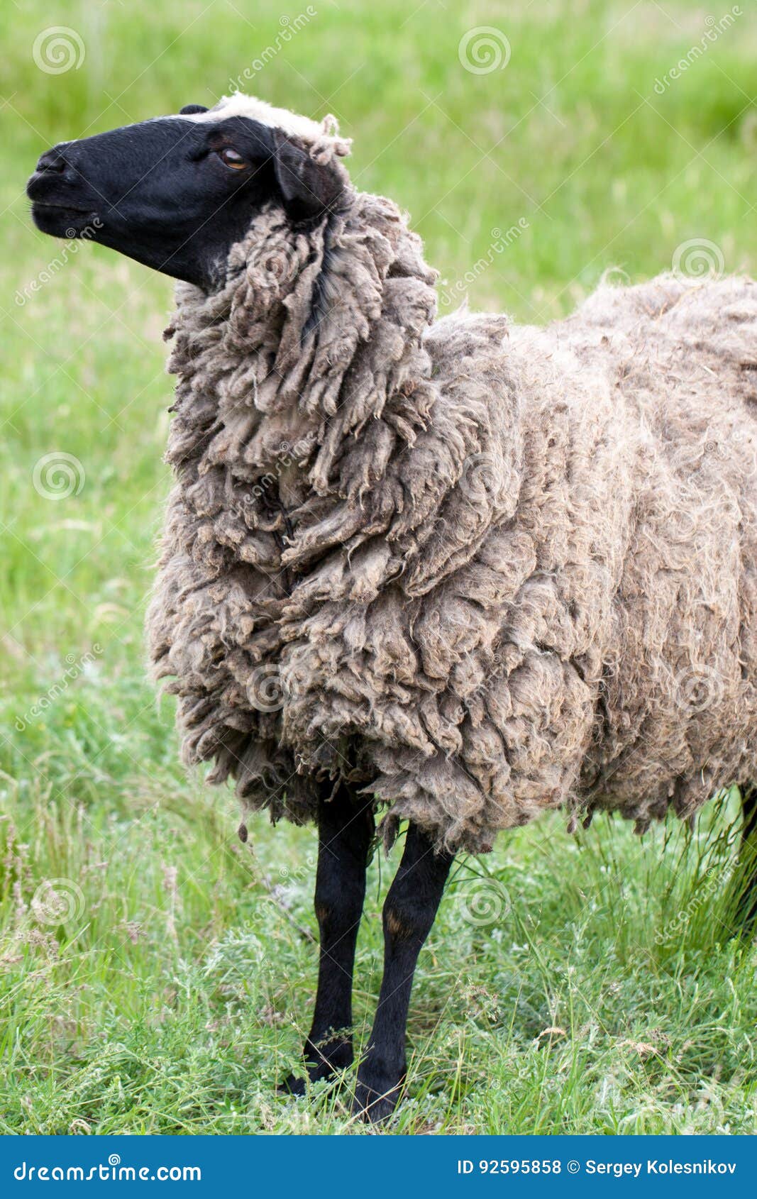 Una Pecora Pasce Sull'erba Verde Primo Piano Fotografia Stock ...